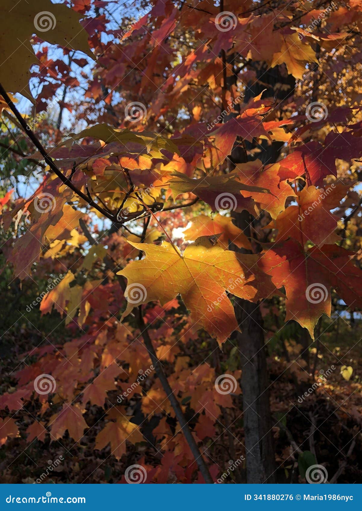 Fall Foliage before Sunset in October at Palisades Interstate Park in ...