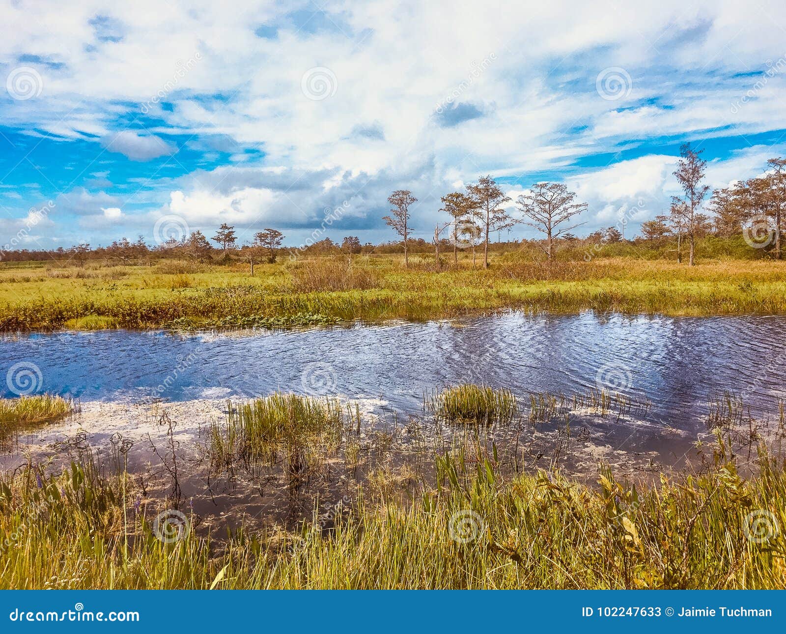 Fall foliage in the swamps stock image. Image of life - 102247633