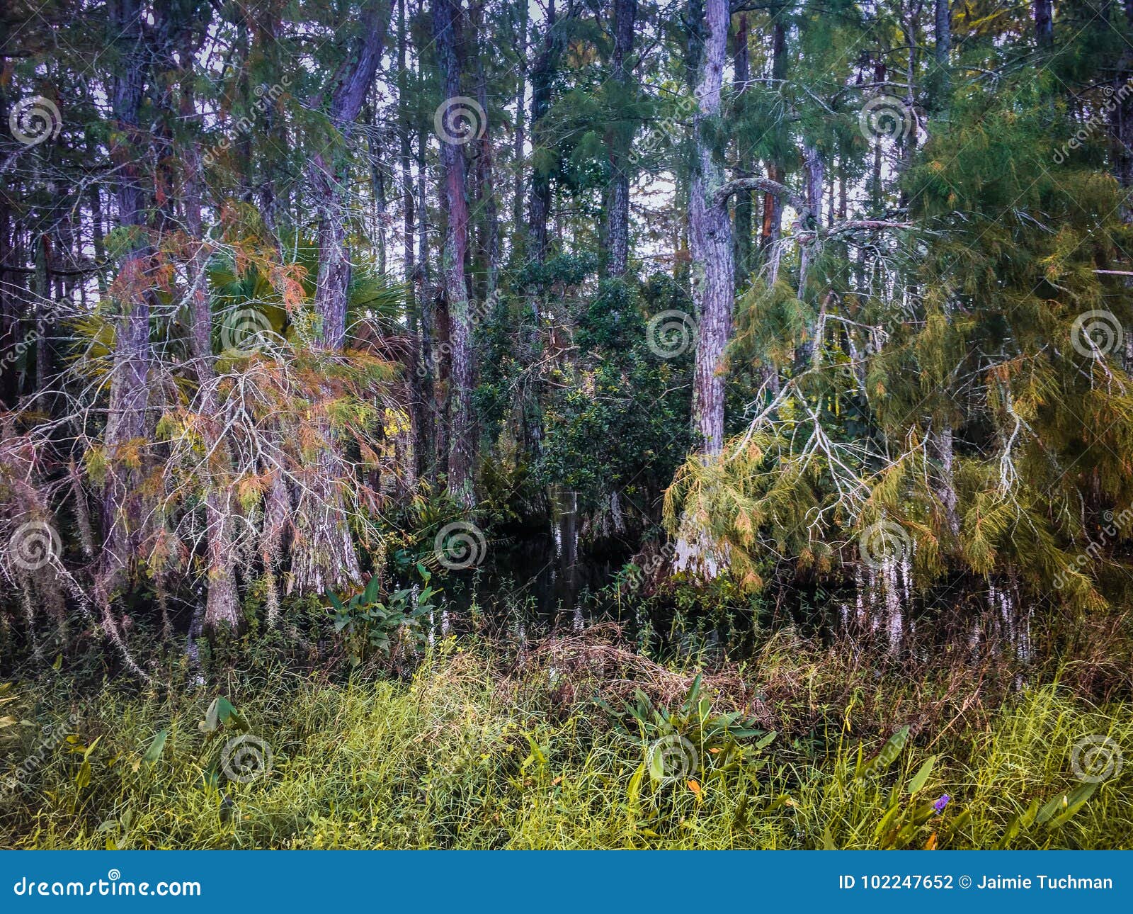 Fall foliage in the swamps stock photo. Image of beauty - 102247652