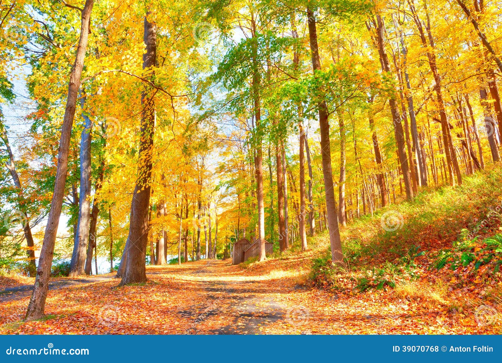 Fall Foliage stock photo. Image of vibrant, woods, delaware - 39070768