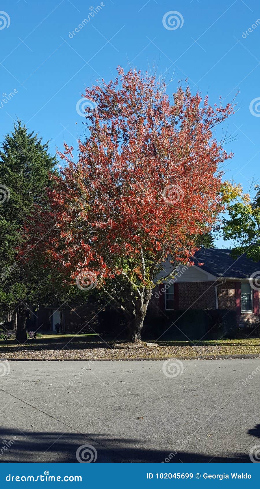 Fall foliage stock image. Image of colors, fall, trees - 102045699