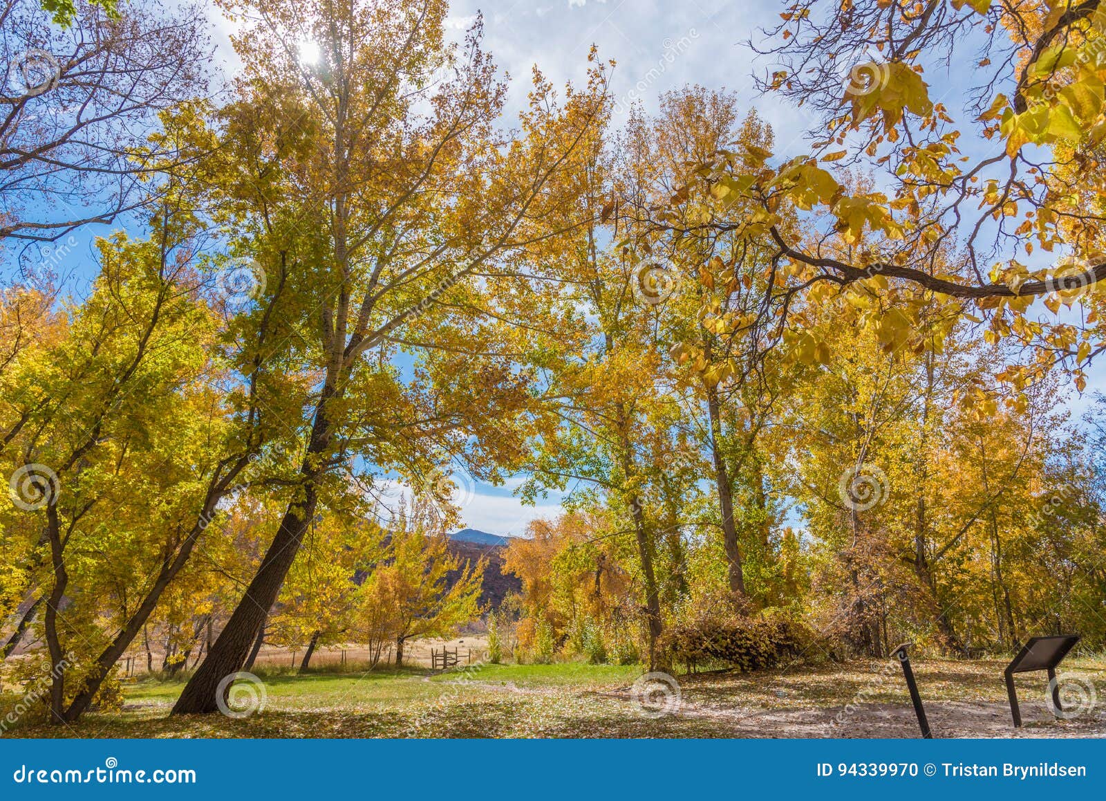 Fall foliage in Utah stock photo. Image of background - 94339970