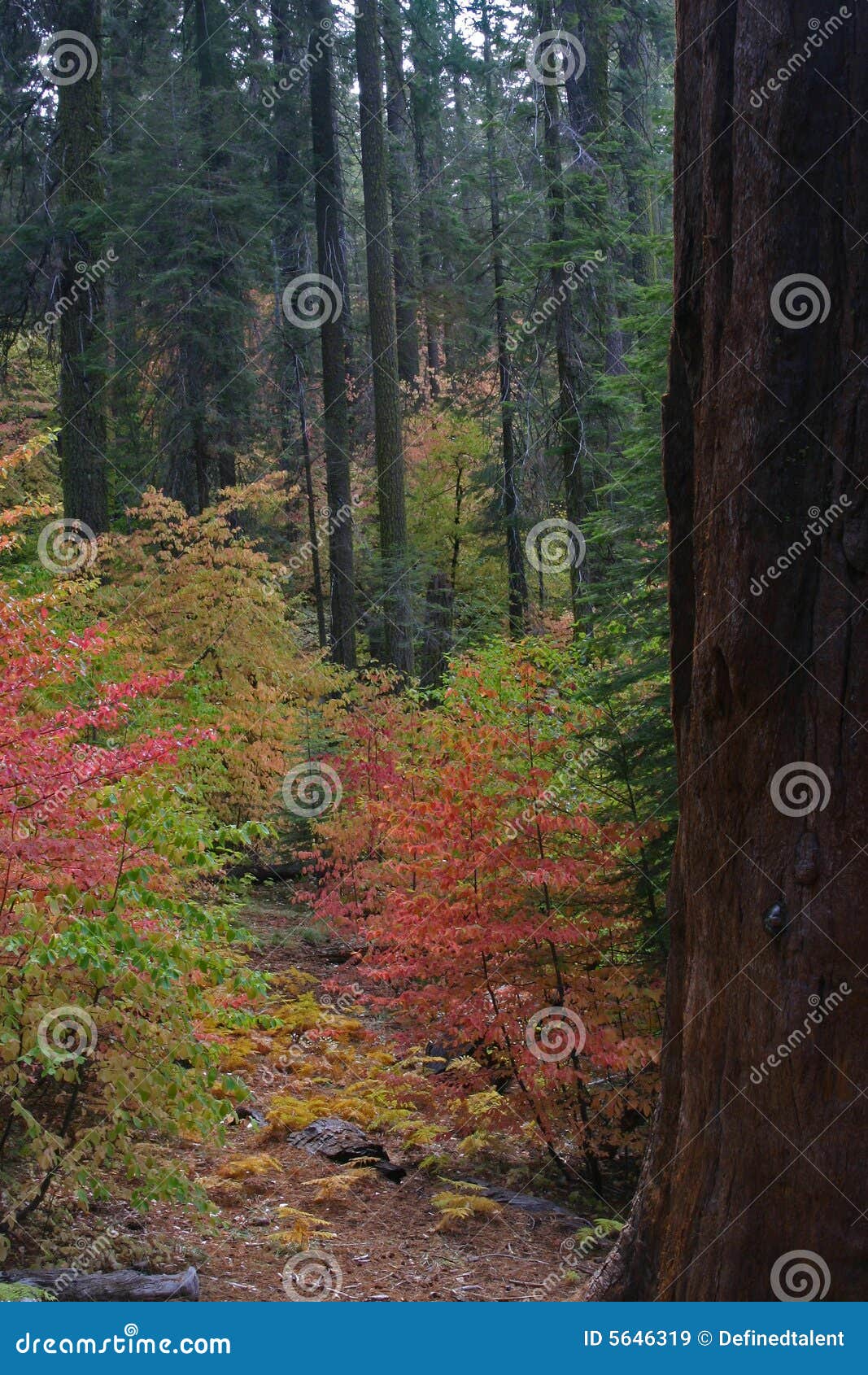 Redwood forest stock image. Image of dark, seasonal, colorful - 5646319
