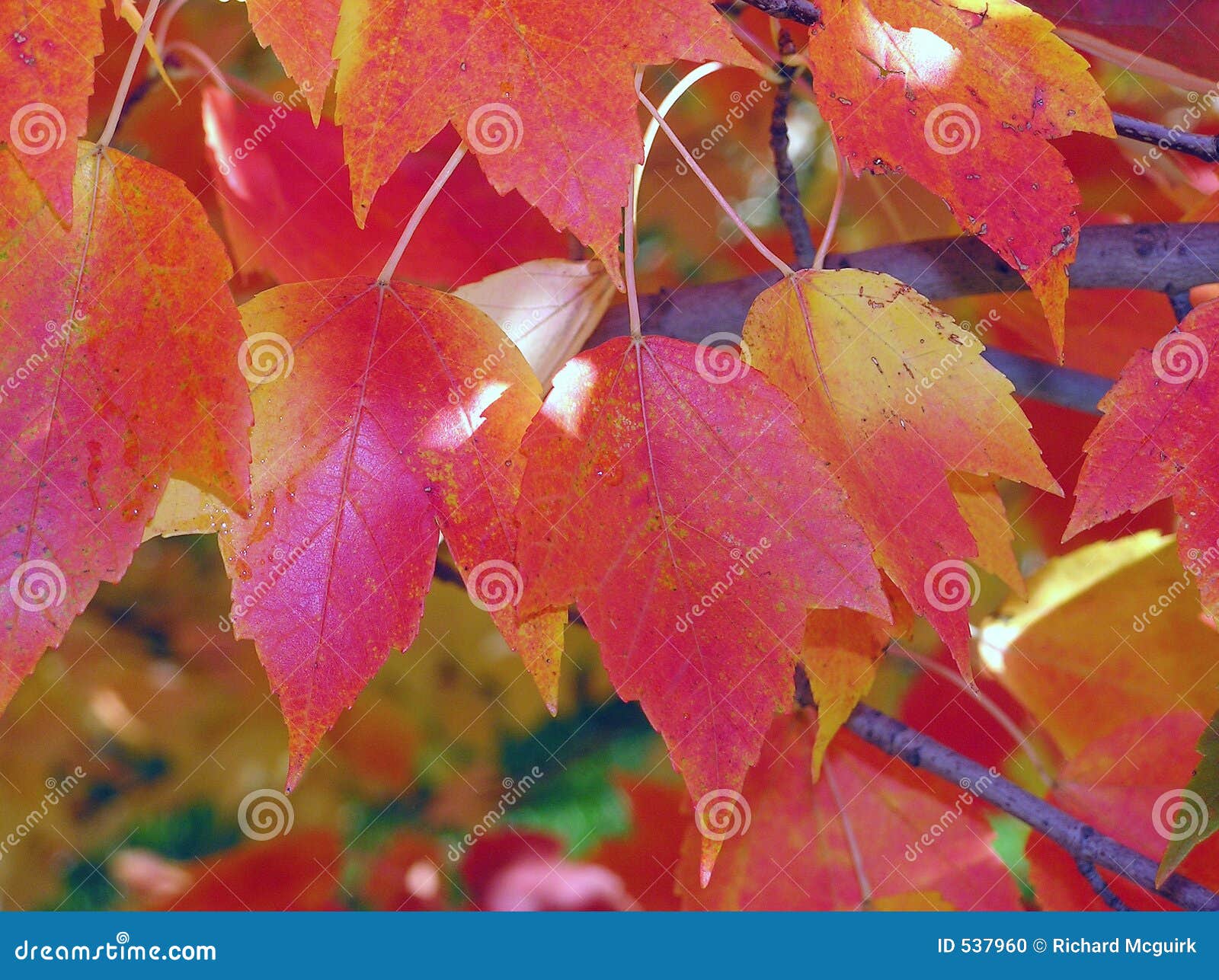 Fall Folliage stock photo. Image of plant, swamp, seasonal - 537960