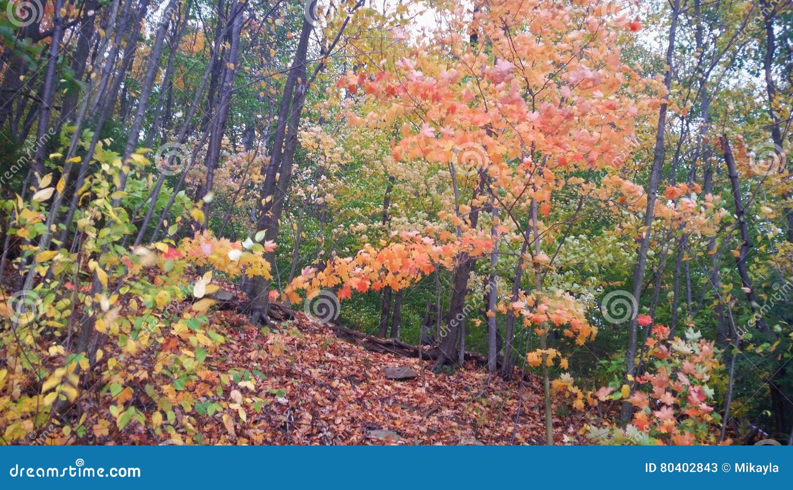 Fall Folliage stock image. Image of leaves, love, folliage - 80402843