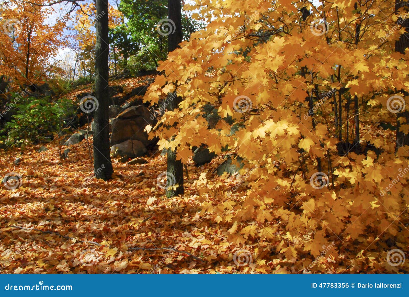 Fall folliage stock photo. Image of isolated, foliage - 47783356