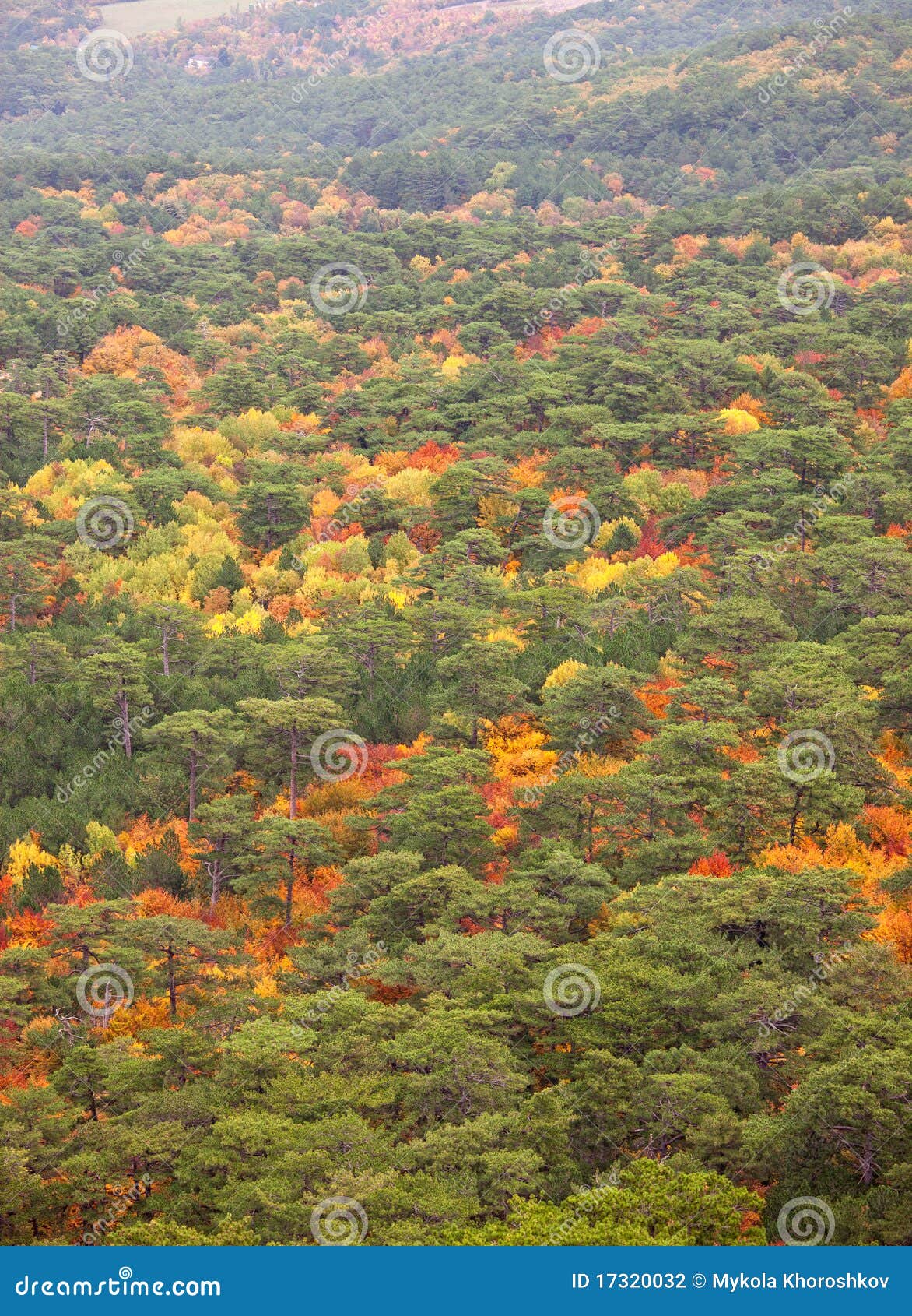 Fall forest stock photo. Image of landscape, colors, countryside - 17320032