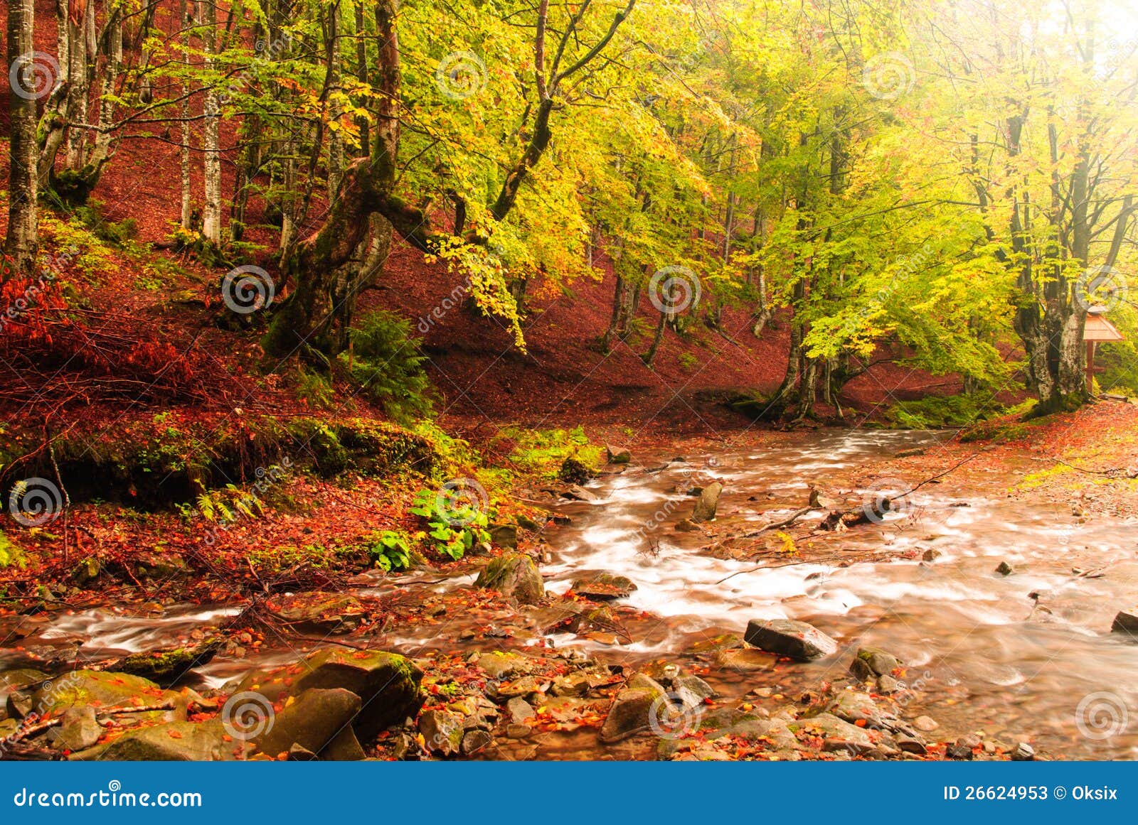Fall forest stock image. Image of recreation, leaves - 26624953
