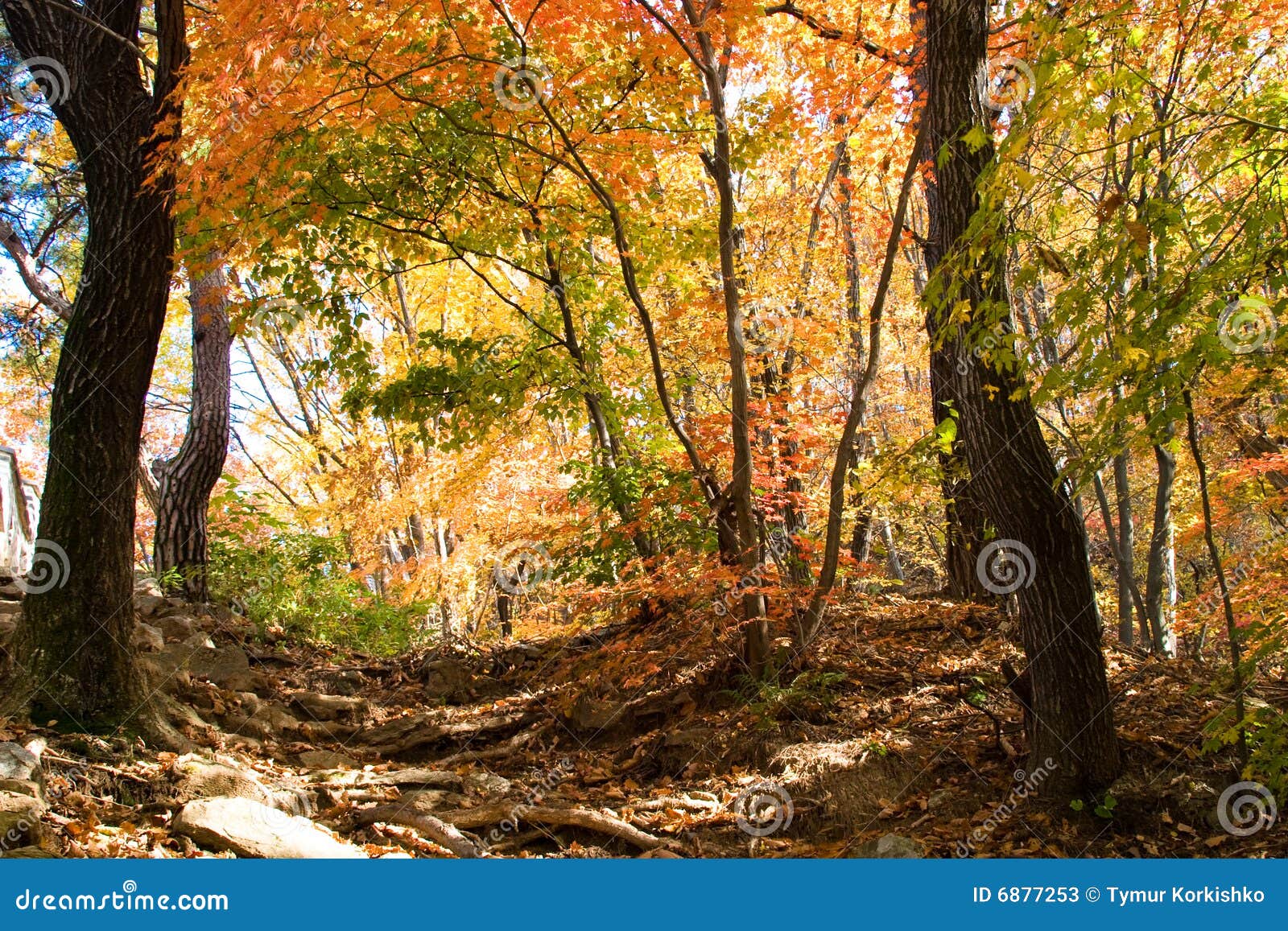 Fall in forest stock image. Image of forest, november - 6877253