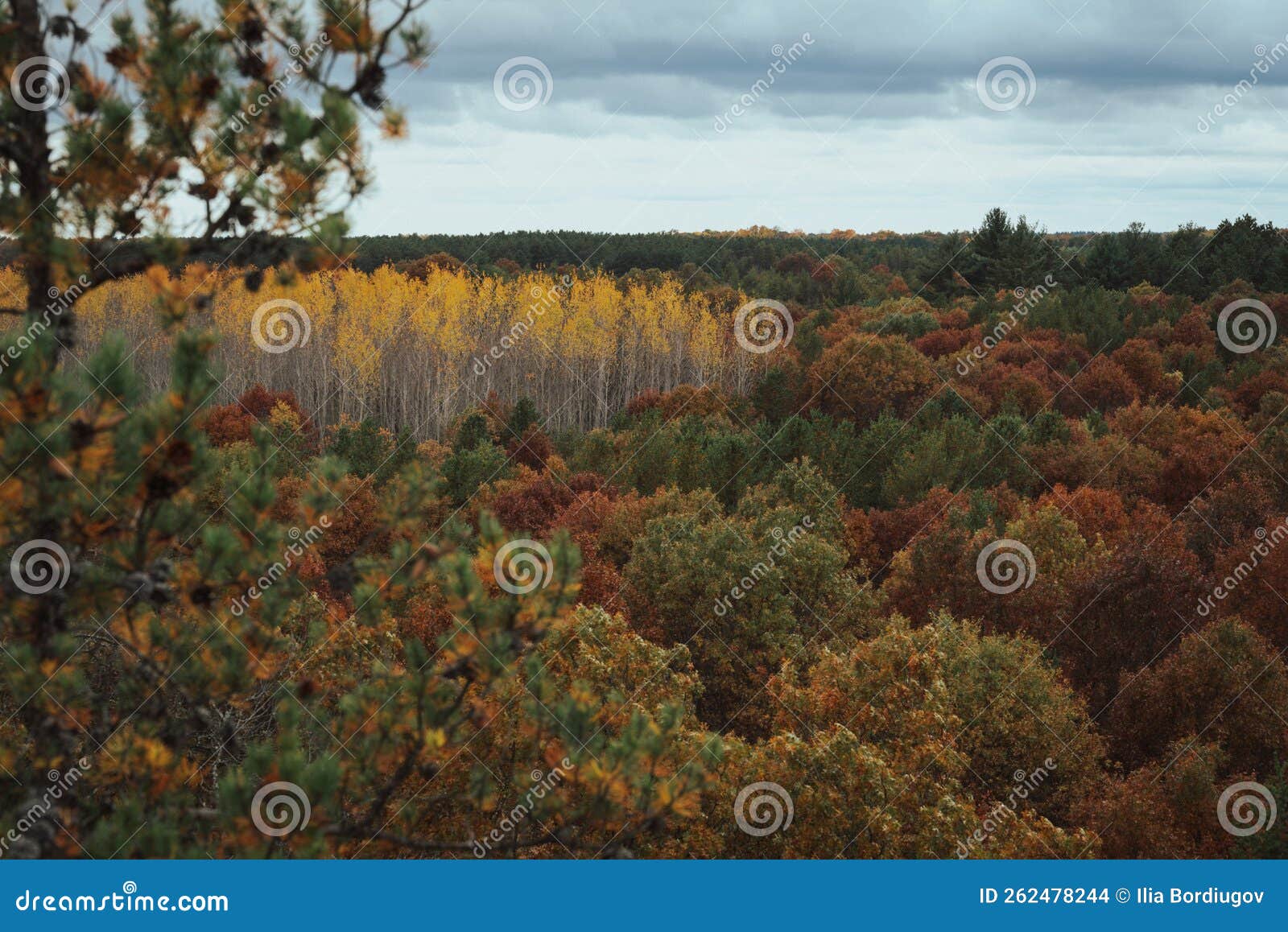 Fall forest from above stock photo. Image of sunlight - 262478244