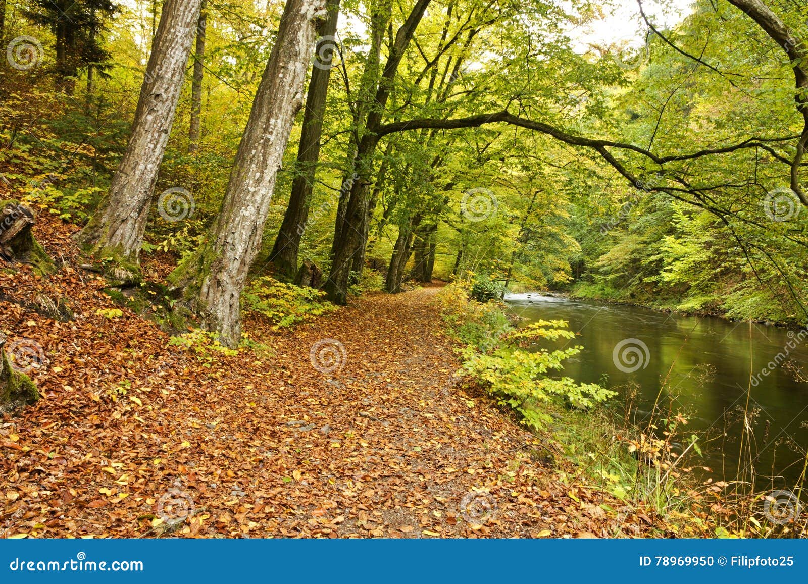 Fall in forest along river stock photo. Image of rivulet - 78969950