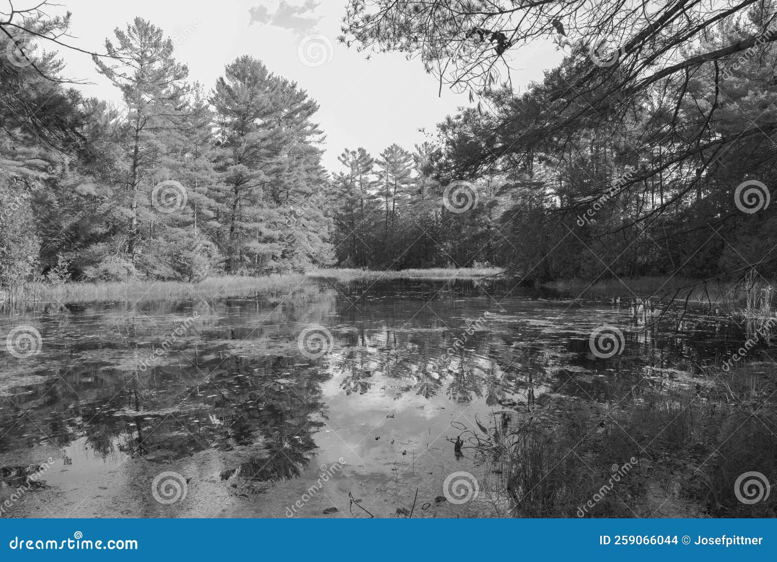 Fall forest along a river stock photo. Image of fall - 259066044