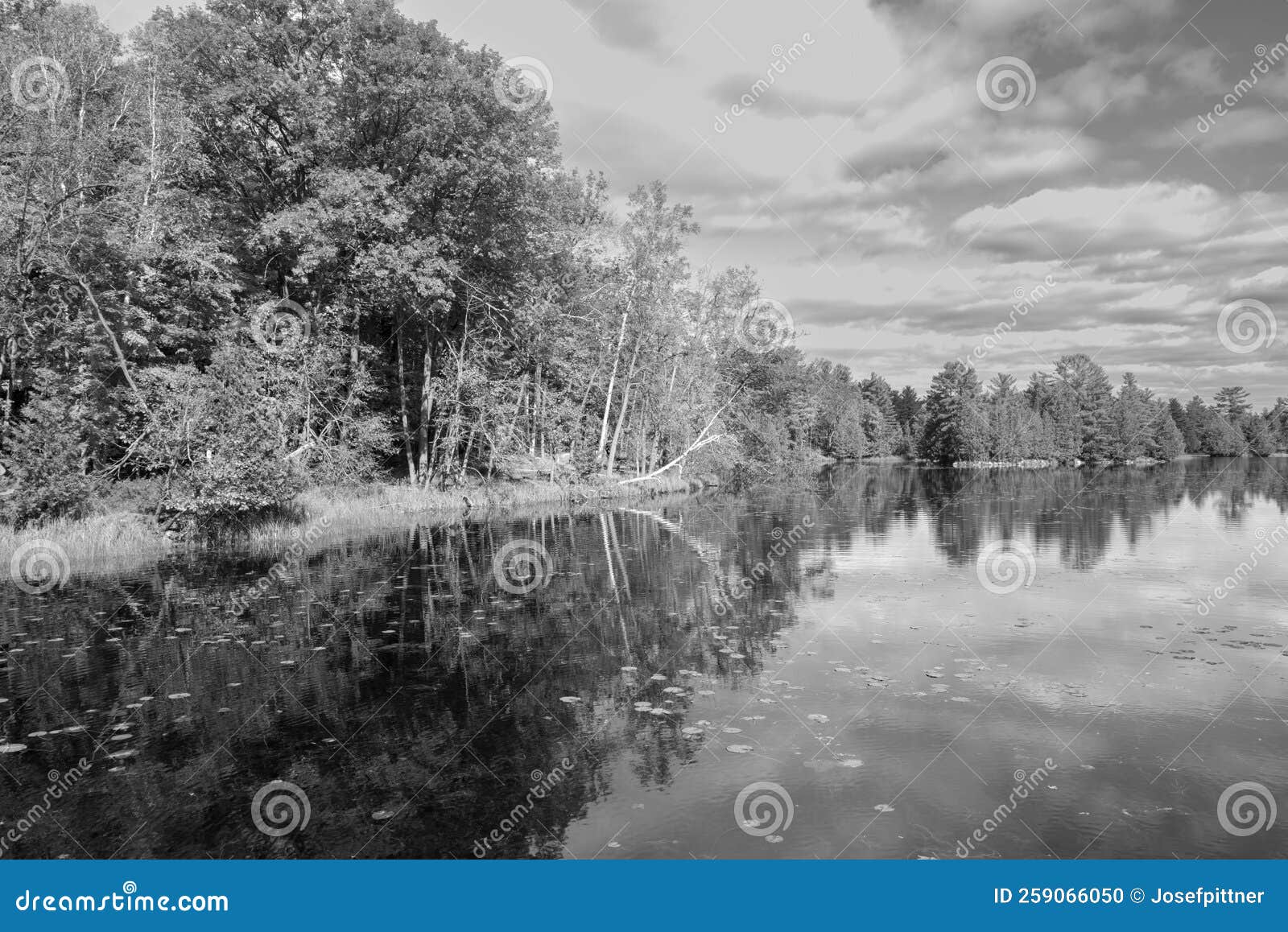 Fall forest along a river stock photo. Image of river - 259066050
