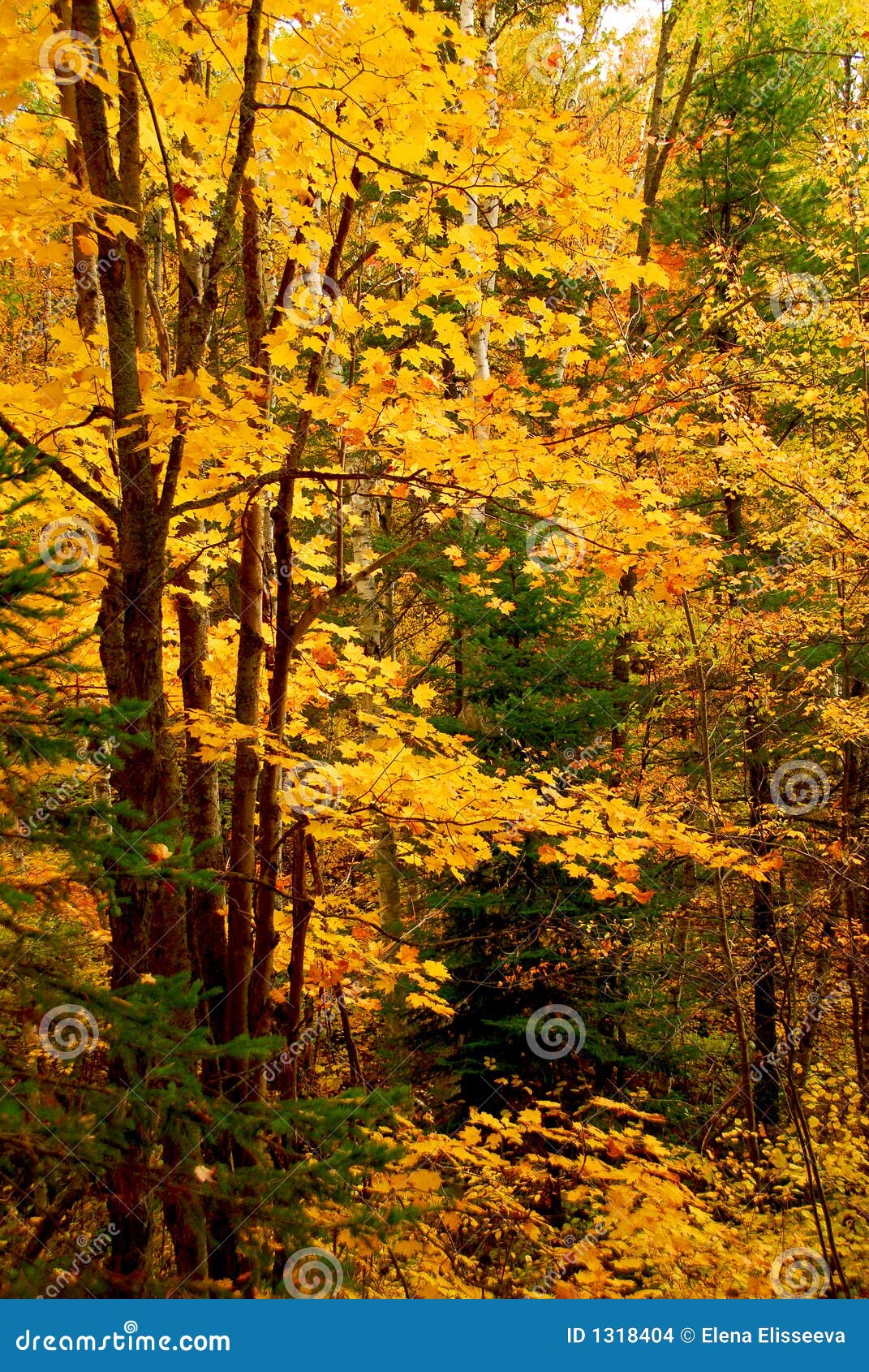 Fall forest background stock photo. Image of color, branch - 1318404