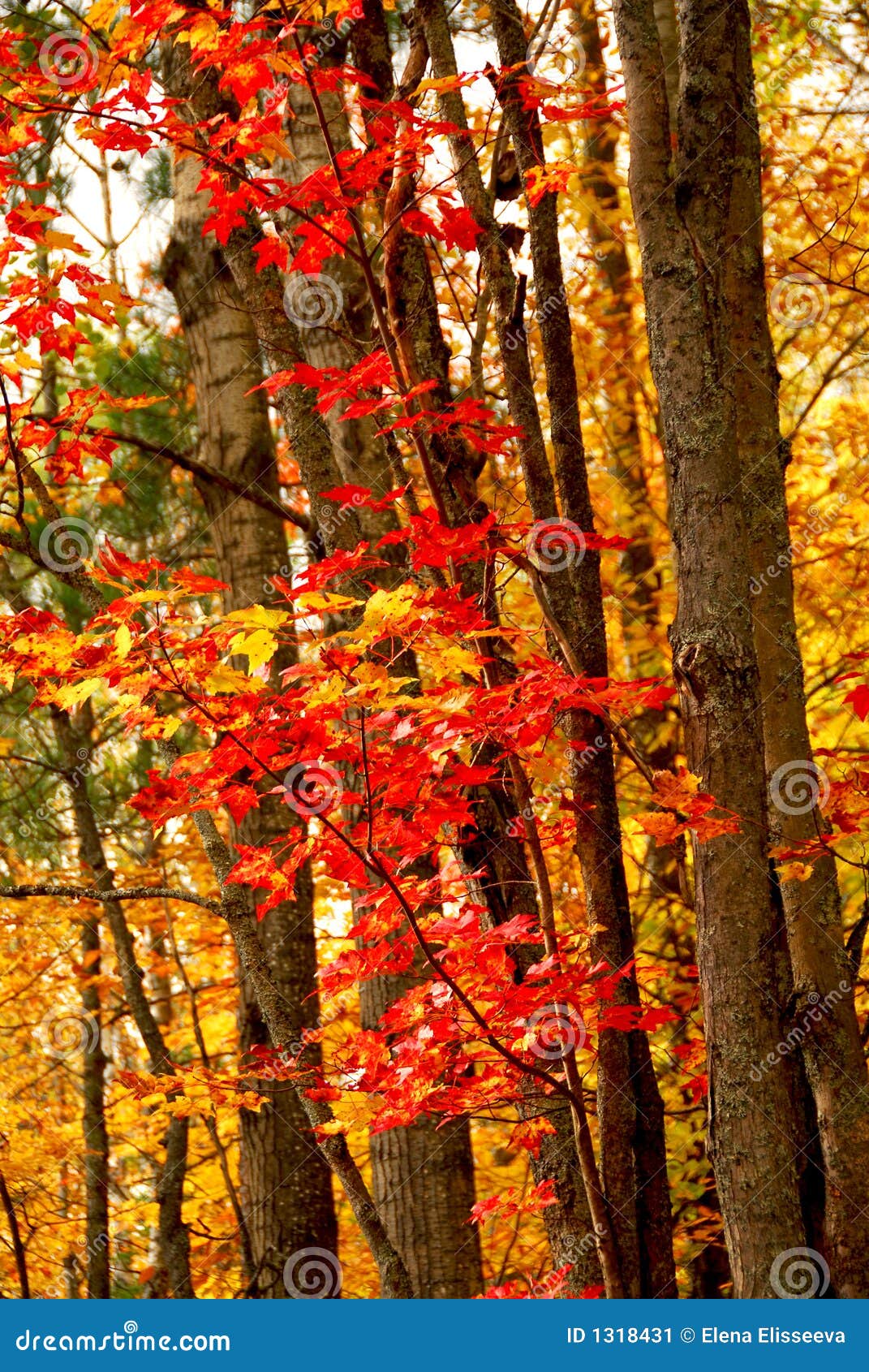 Fall forest background stock image. Image of autumn, nature - 1318431