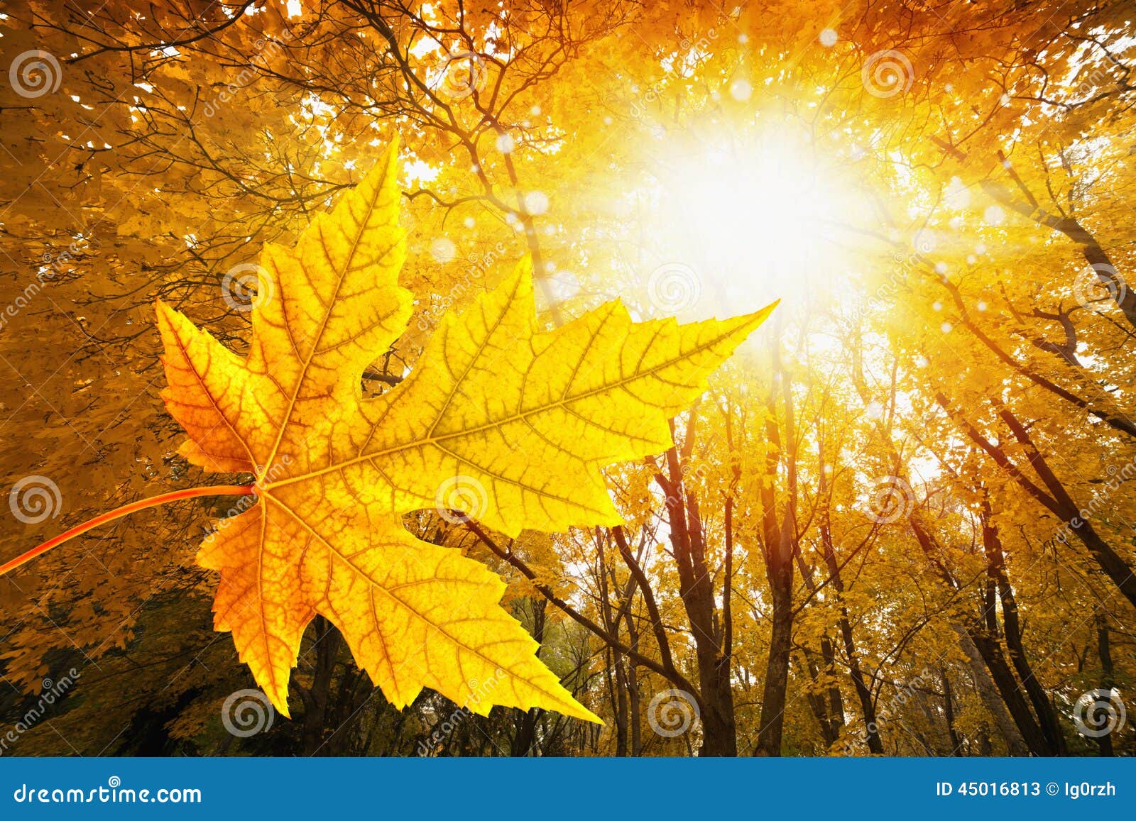 Fall in forest stock image. Image of nature, tree, golden - 45016813