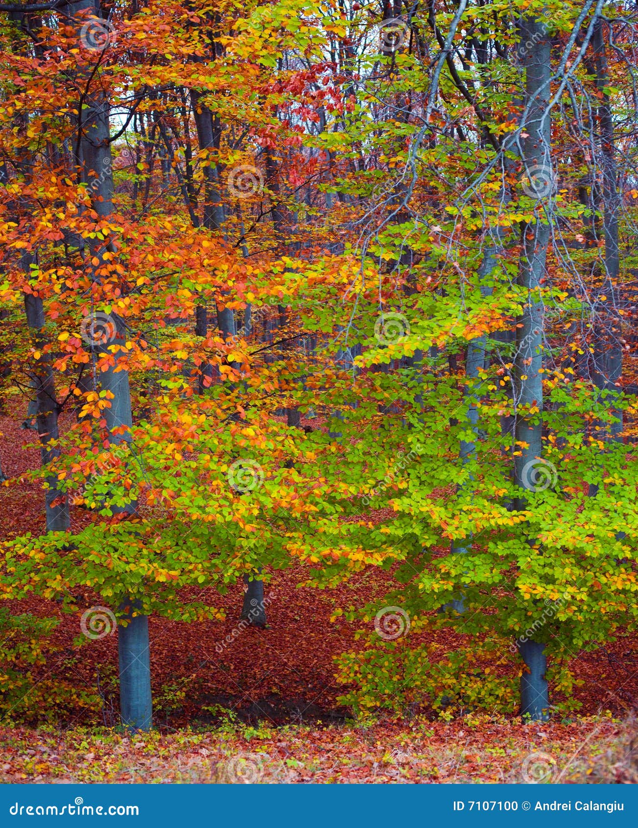 Fall forest colors stock photo. Image of season, leaf - 7107100