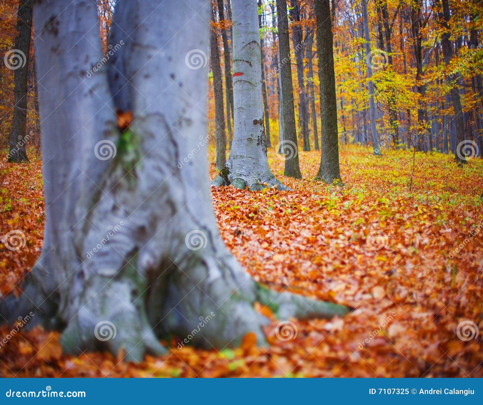 Fall forest colors stock image. Image of leaves, wood - 7107325