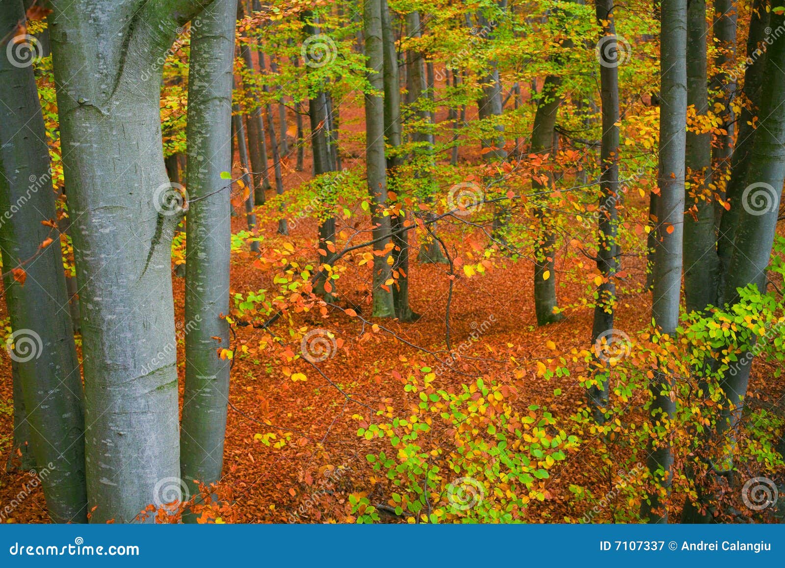 Fall forest colors stock image. Image of landscape, beech - 7107337