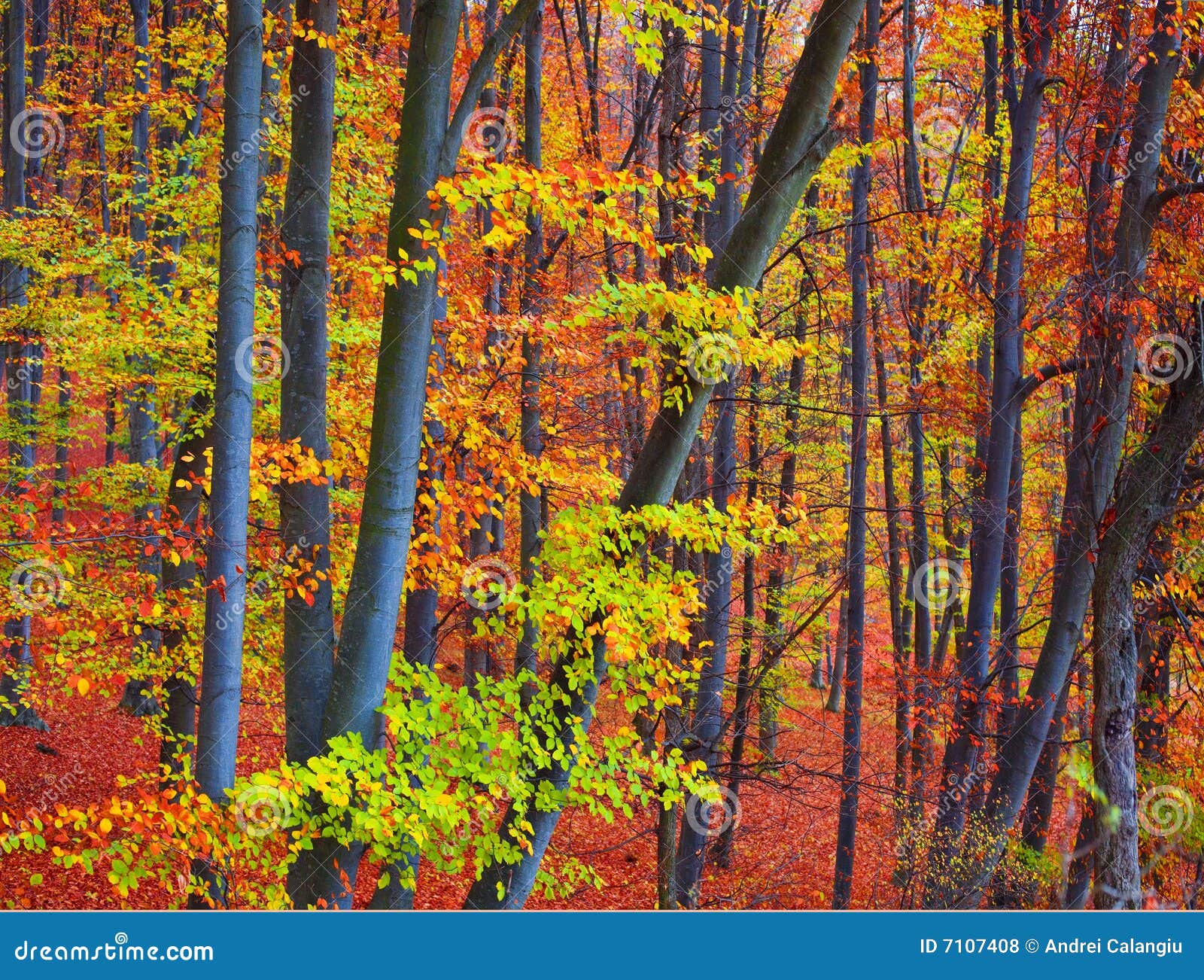 Fall forest colors stock photo. Image of trees, leaf, bright - 7107408
