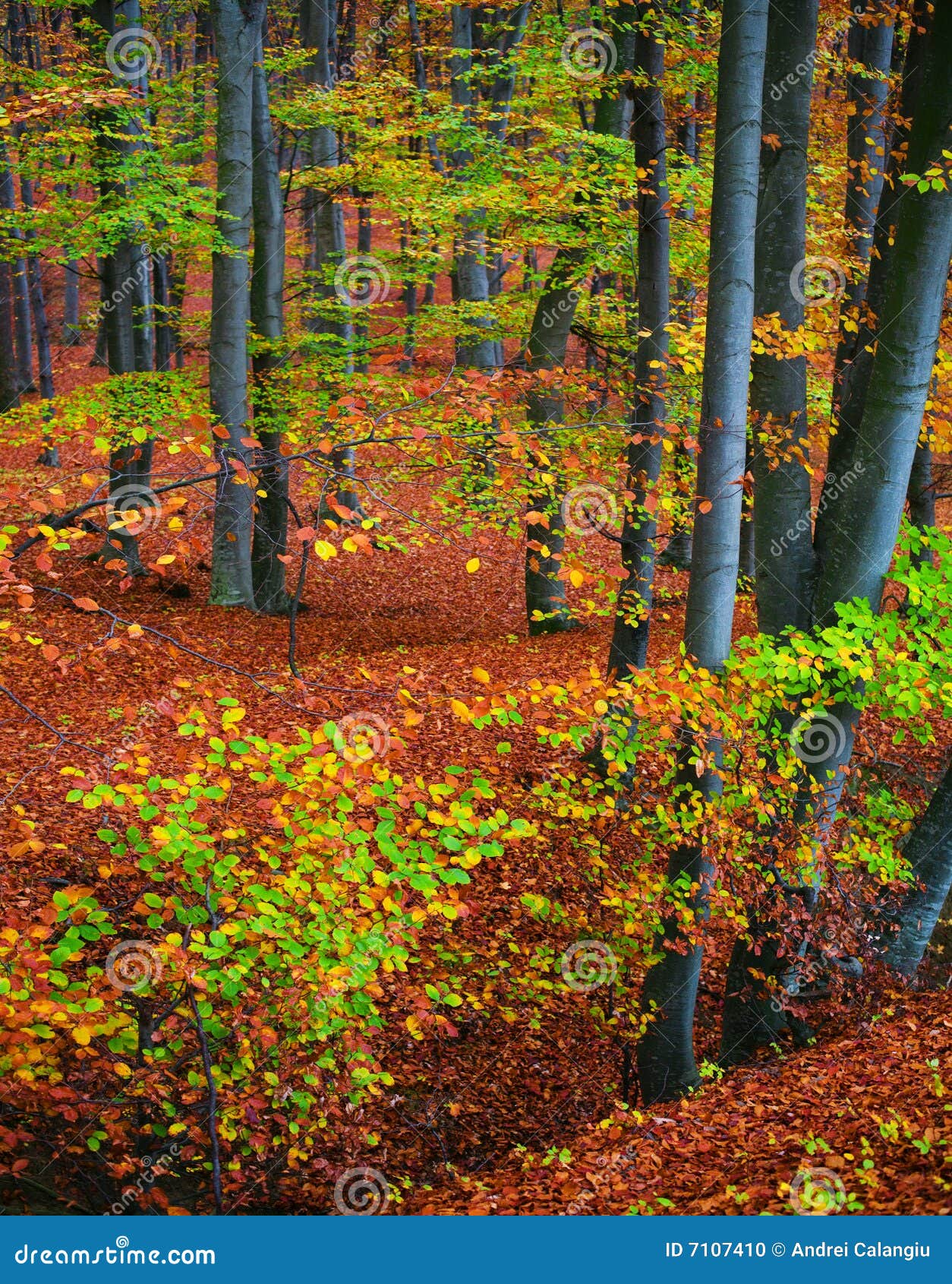 Fall forest colors stock photo. Image of autumnal, colorful - 7107410