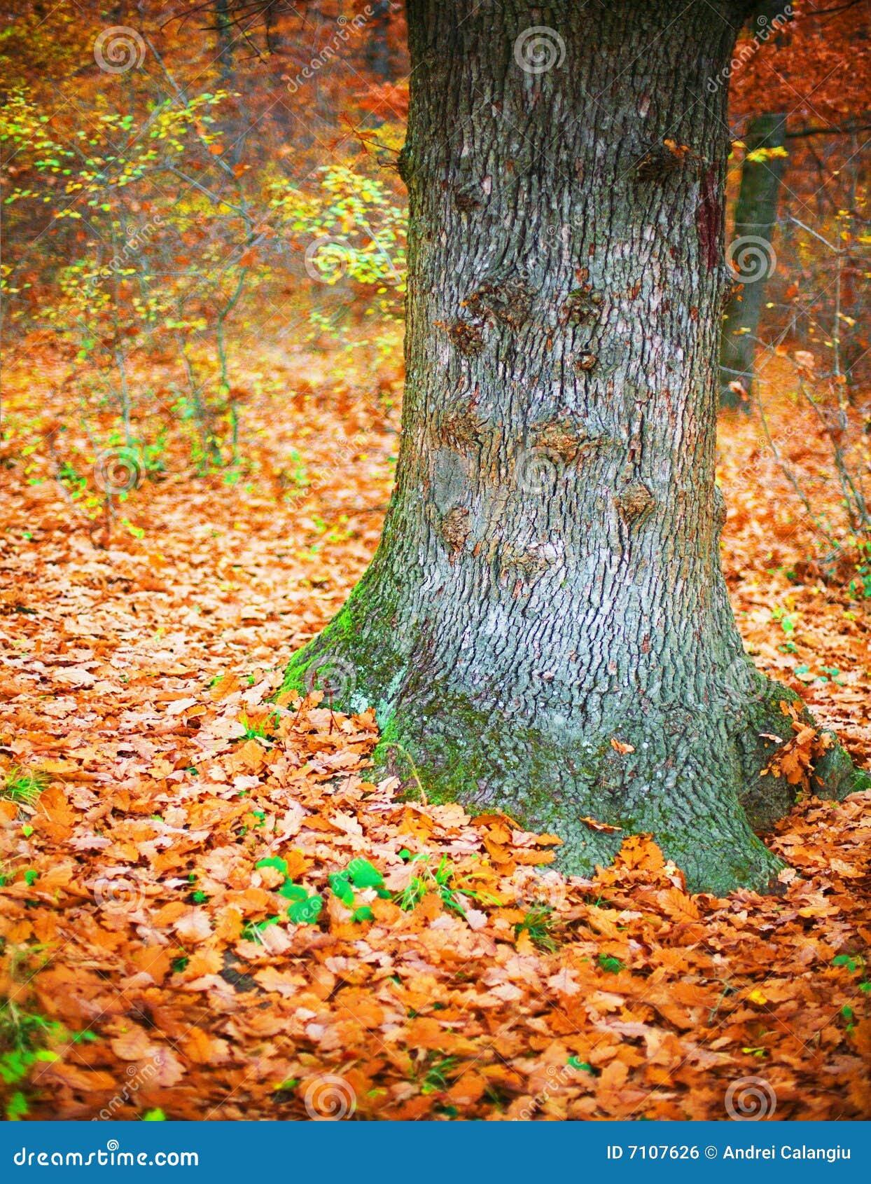 Fall forest colors stock photo. Image of wood, tree, leaves - 7107626