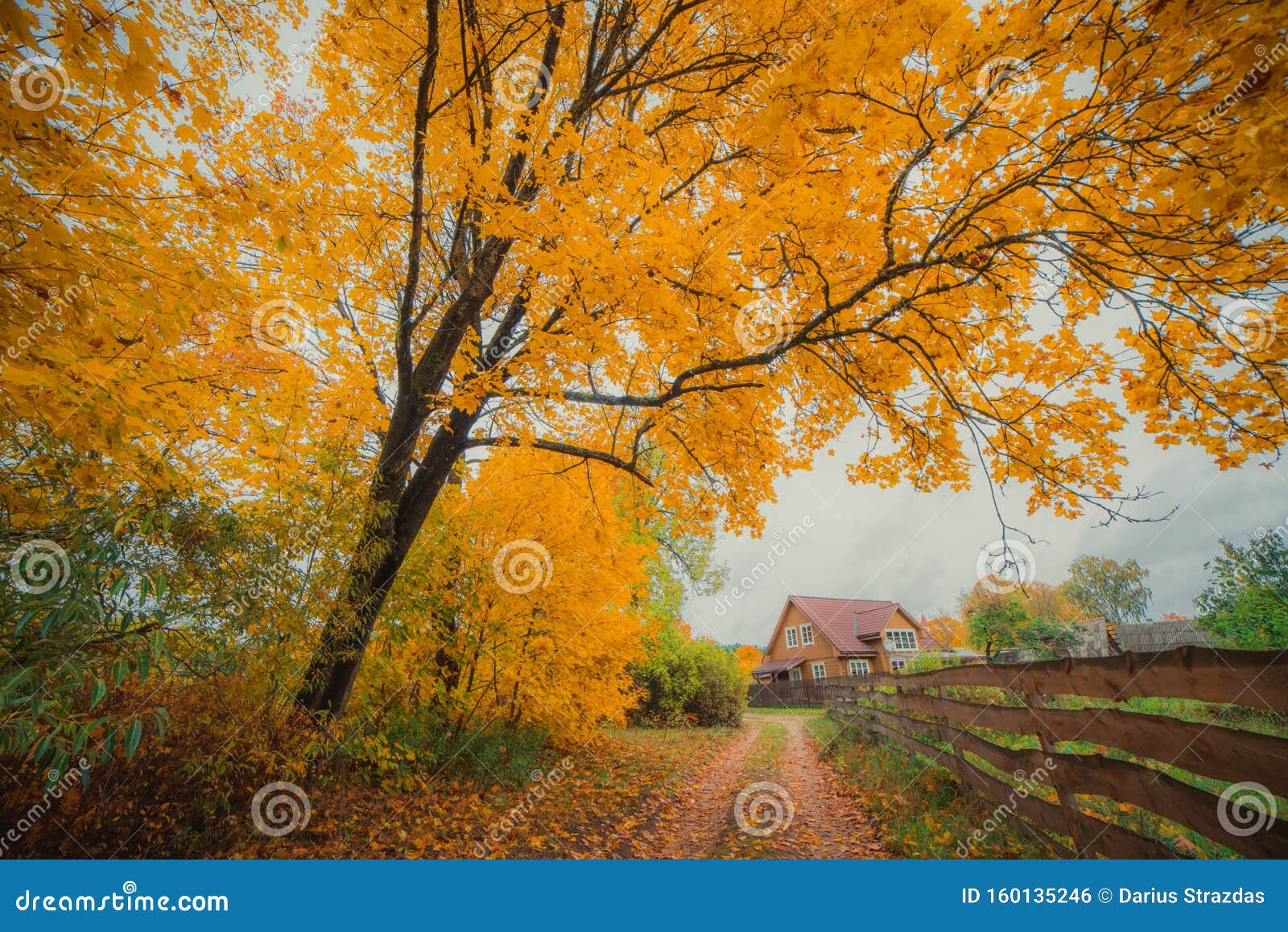 Fall forest at countryside stock photo. Image of fall - 160135246