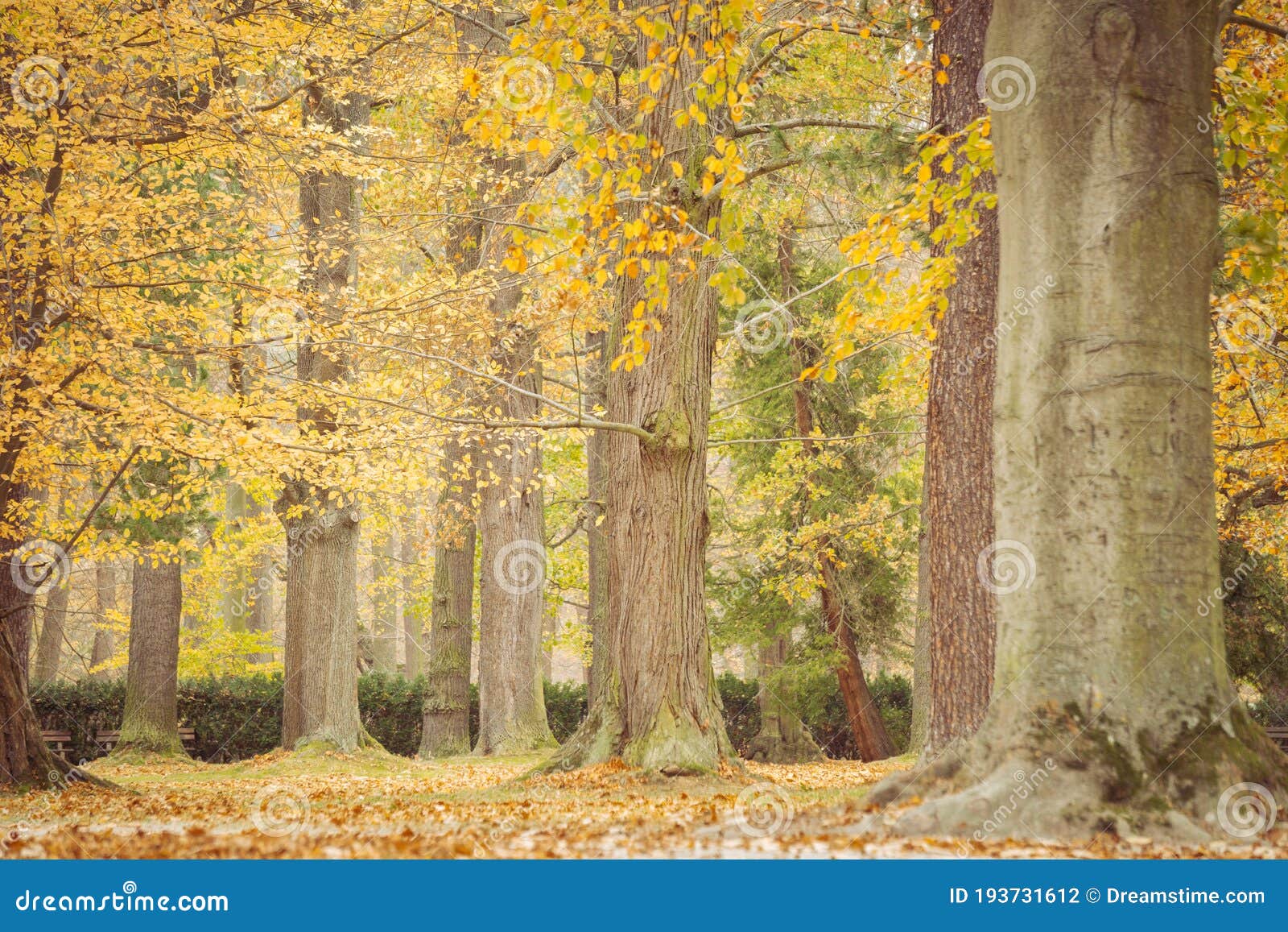Fall Forest in Czechia stock photo. Image of weather - 193731612