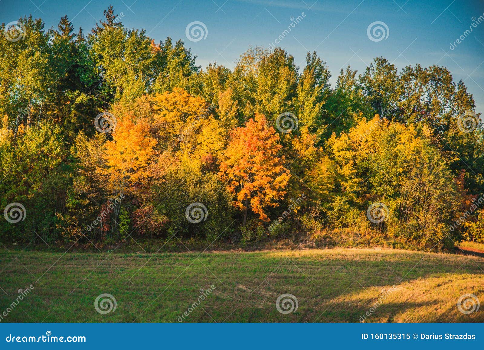 Fall forest stock image. Image of yellow, time, season - 160135315