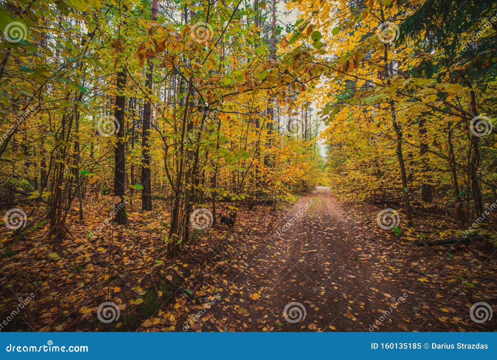 Fall forest stock image. Image of wallpaper, vector - 160135185