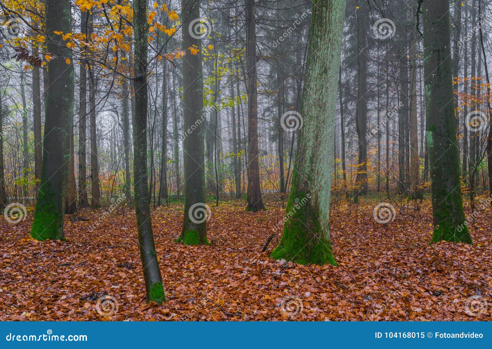 Fall Forest of Deciduous Trees Stock Image - Image of landscape ...