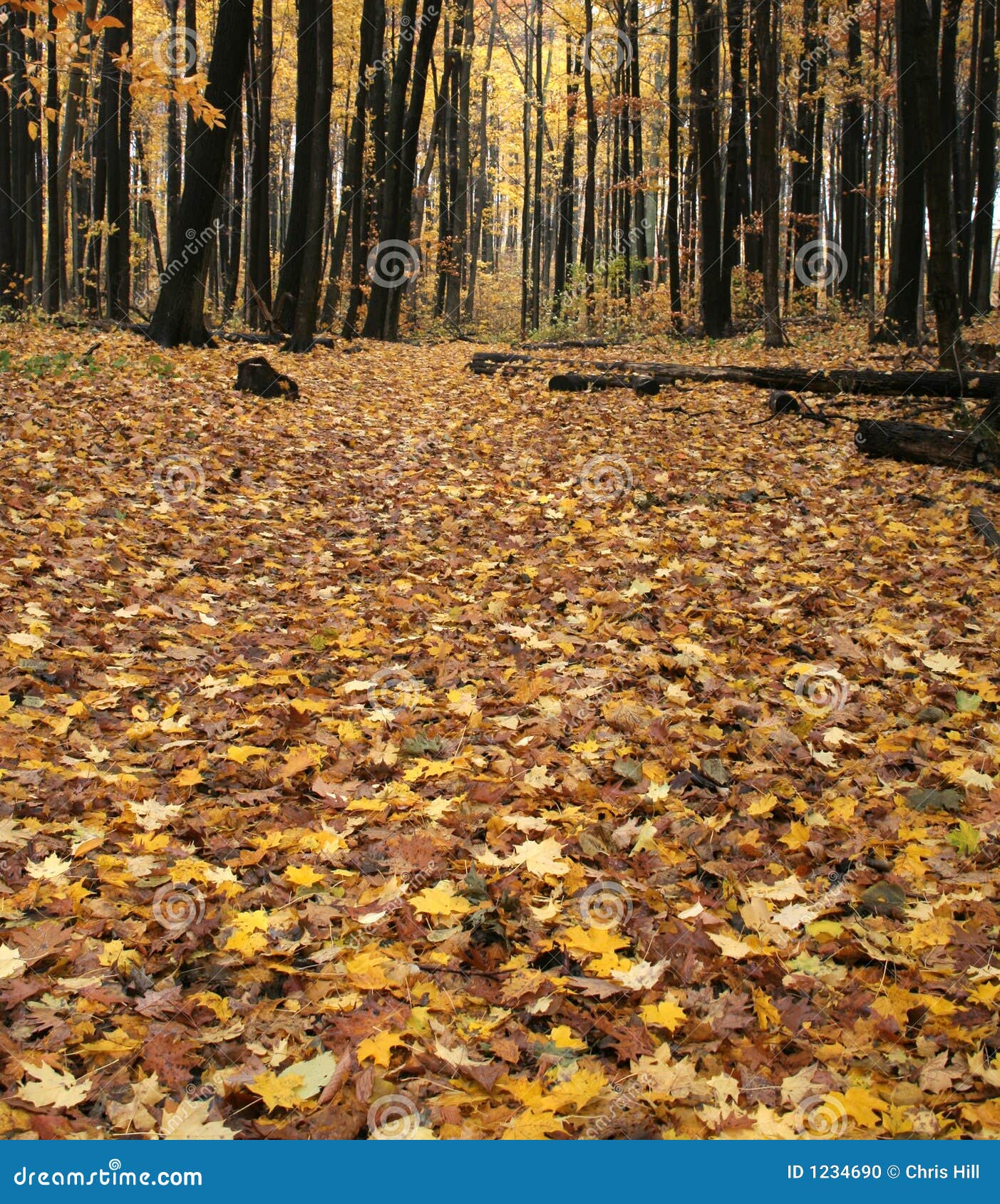 Fall Forest Floor stock photo. Image of bunch, leaf, calm - 1234690