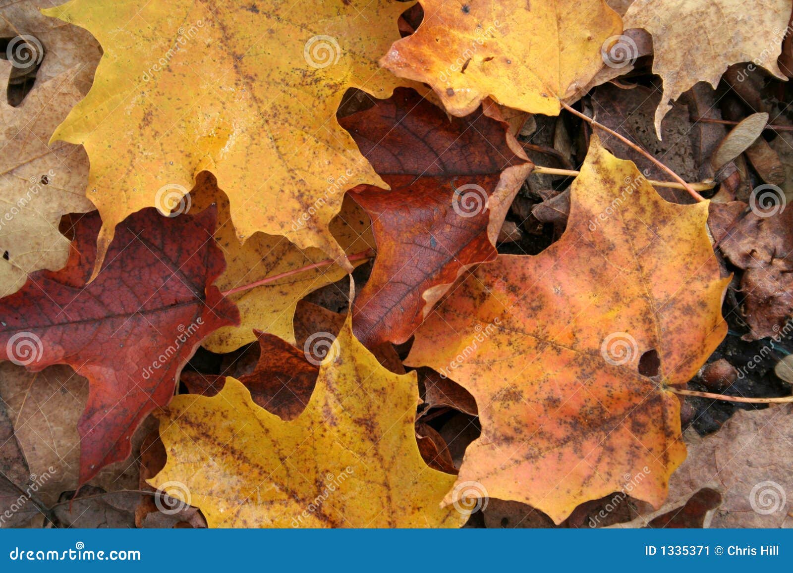 Fall Forest Floor Up Close stock image. Image of orange - 1335371