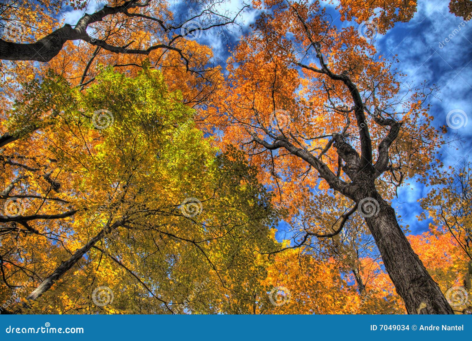 Fall Forest in HDR stock photo. Image of high, leaves - 7049034