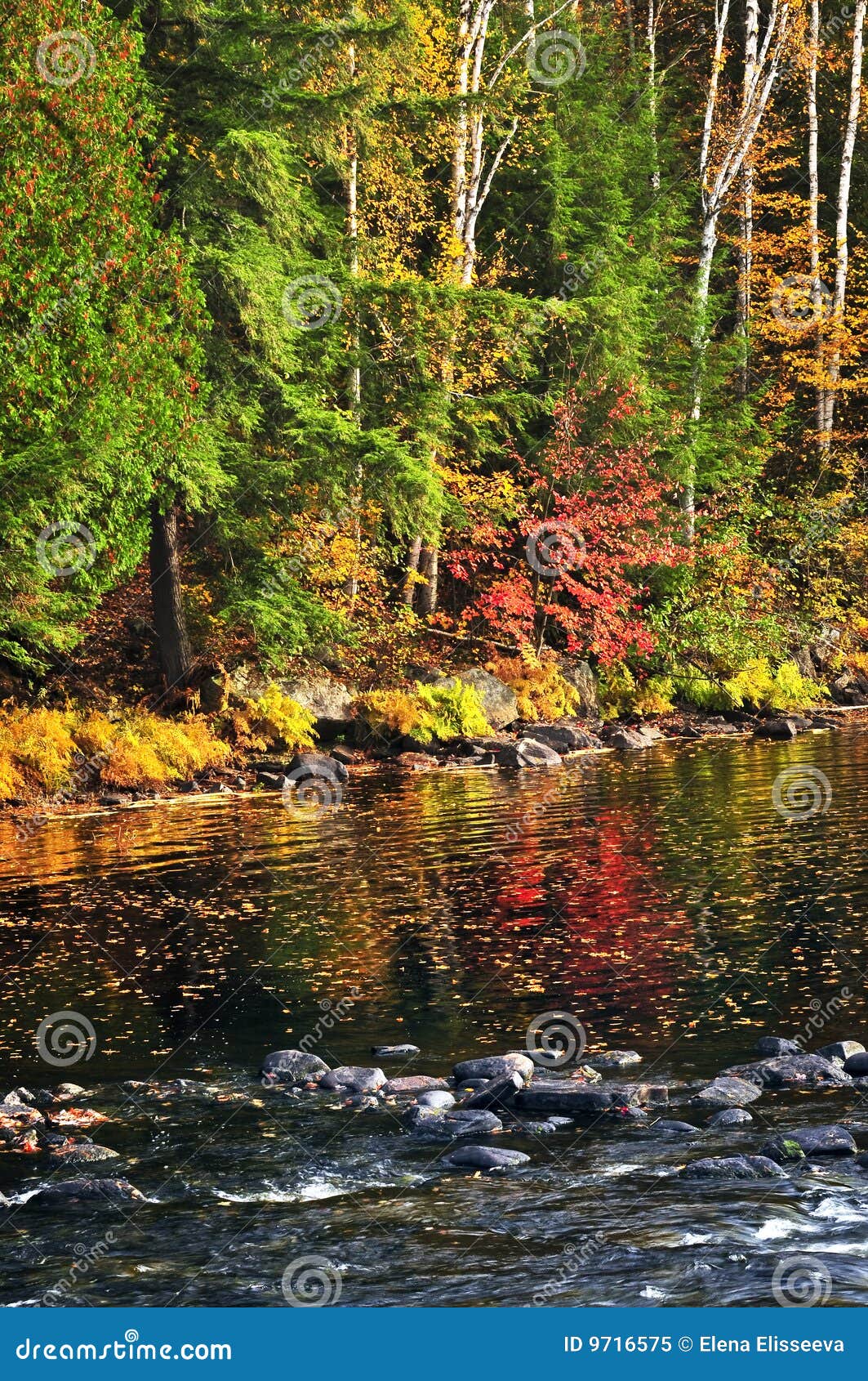 Fall forest and lake shore stock image. Image of color - 9716575