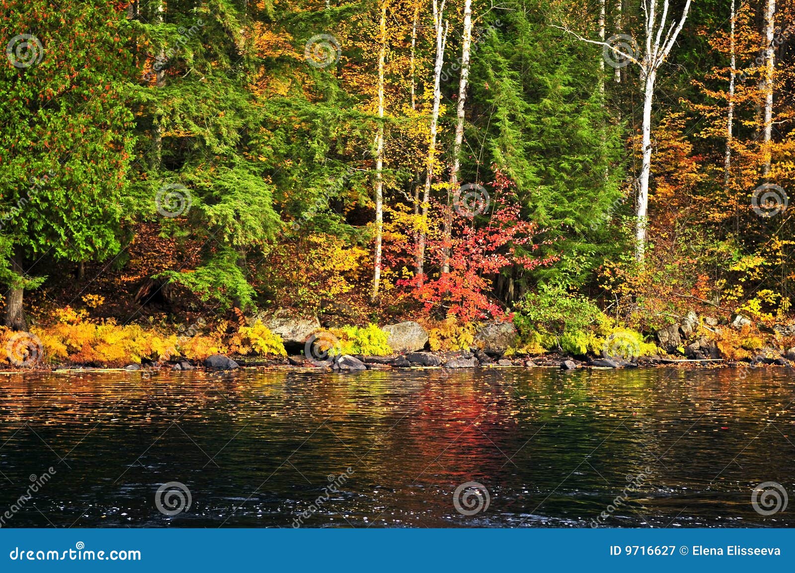 Fall forest and lake shore stock image. Image of branches - 9716627