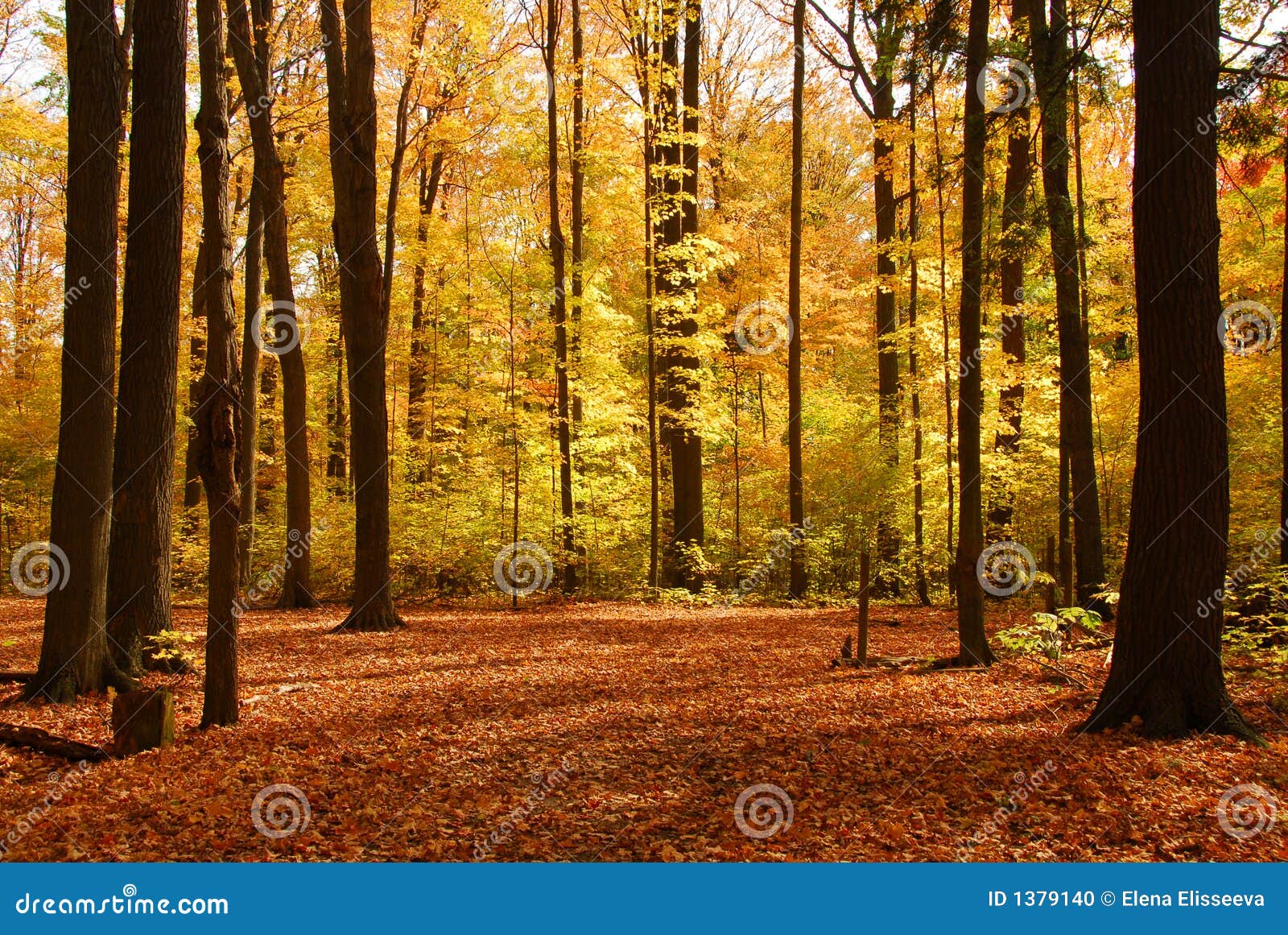 Fall forest landscape stock photo. Image of ground, leaf - 1379140