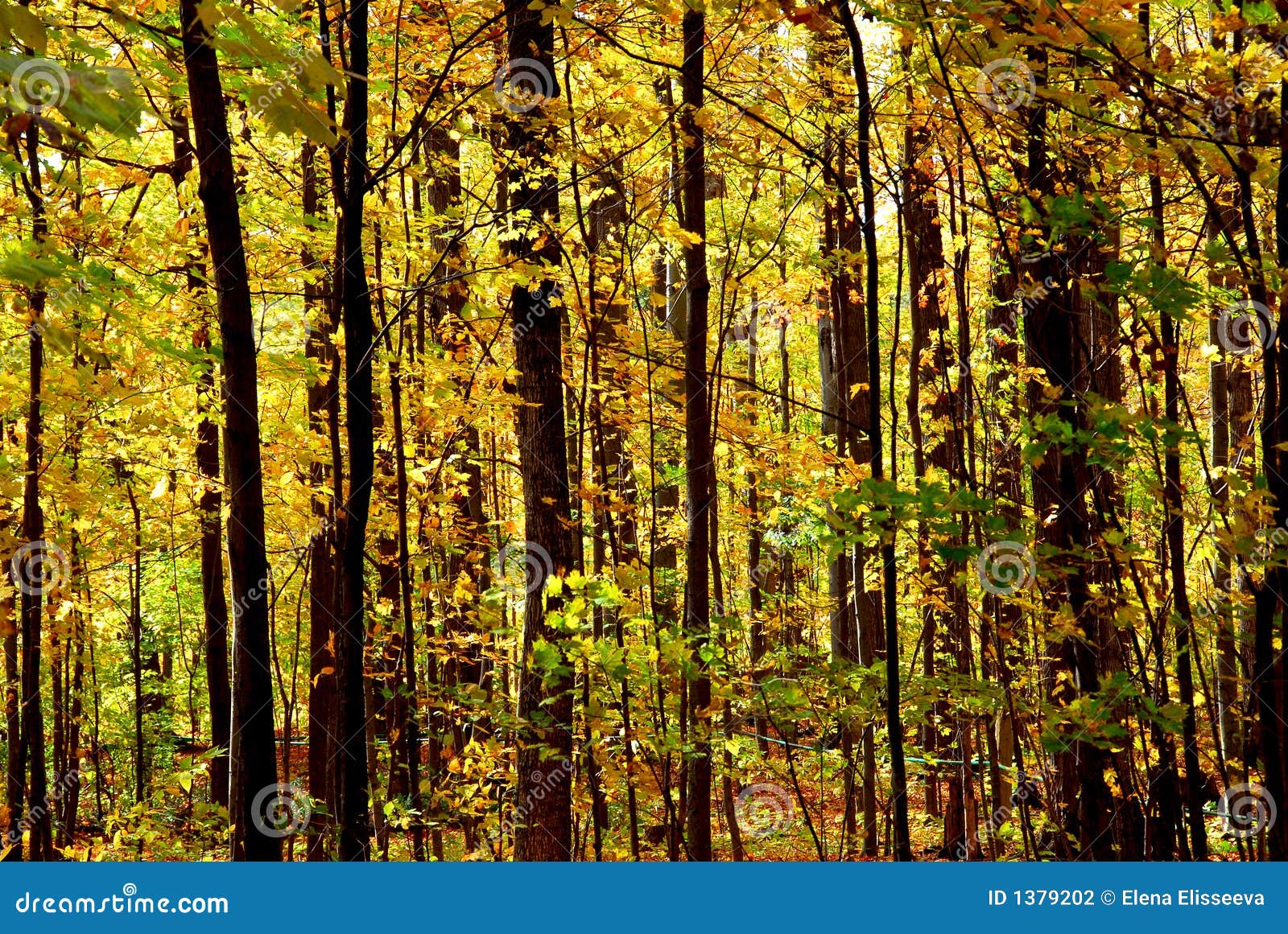 Fall forest landscape stock photo. Image of landscape - 1379202