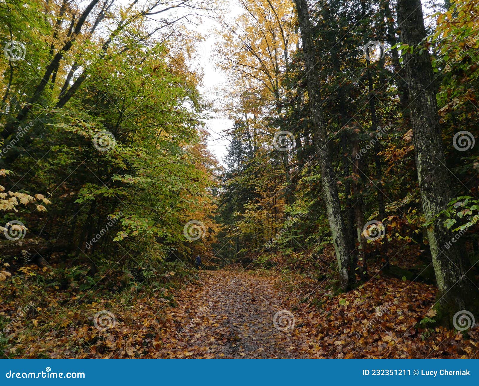 Fall in Forest stock image. Image of landscape, autumn - 232351211