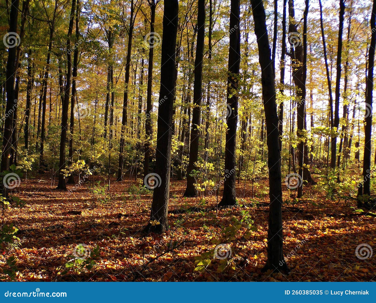 Fall Forest Landscape stock image. Image of park, season - 260385035