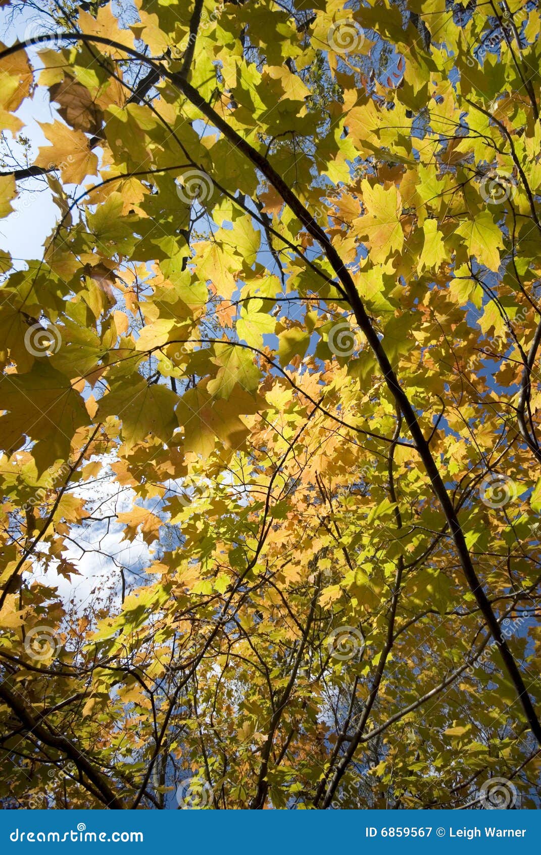 Fall Forest - Leaves stock image. Image of specific, leaf - 6859567