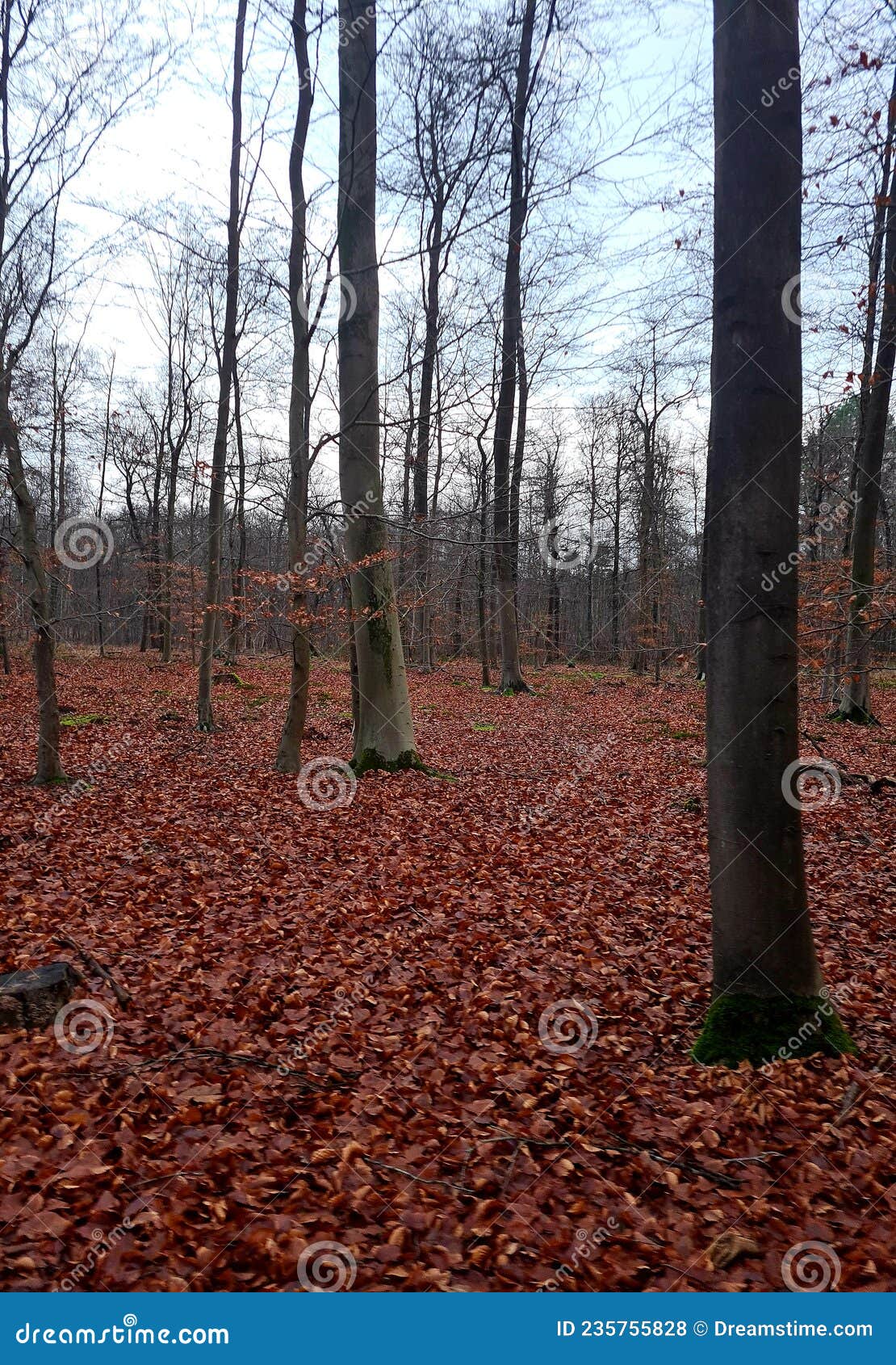 Fall forest leaves outside stock photo. Image of tree - 235755828