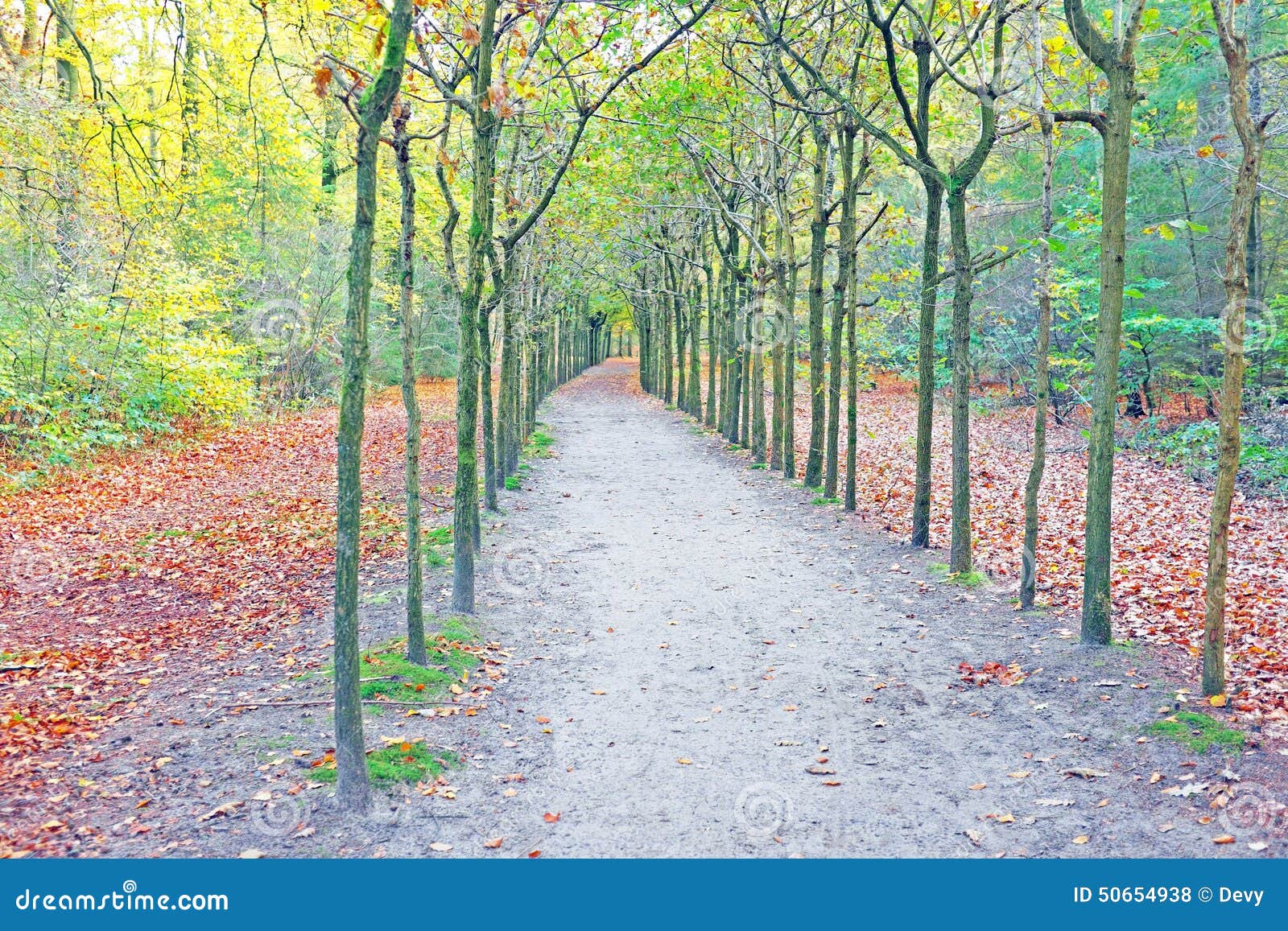 Fall in the Forest in Netherlands Stock Photo - Image of leaves ...