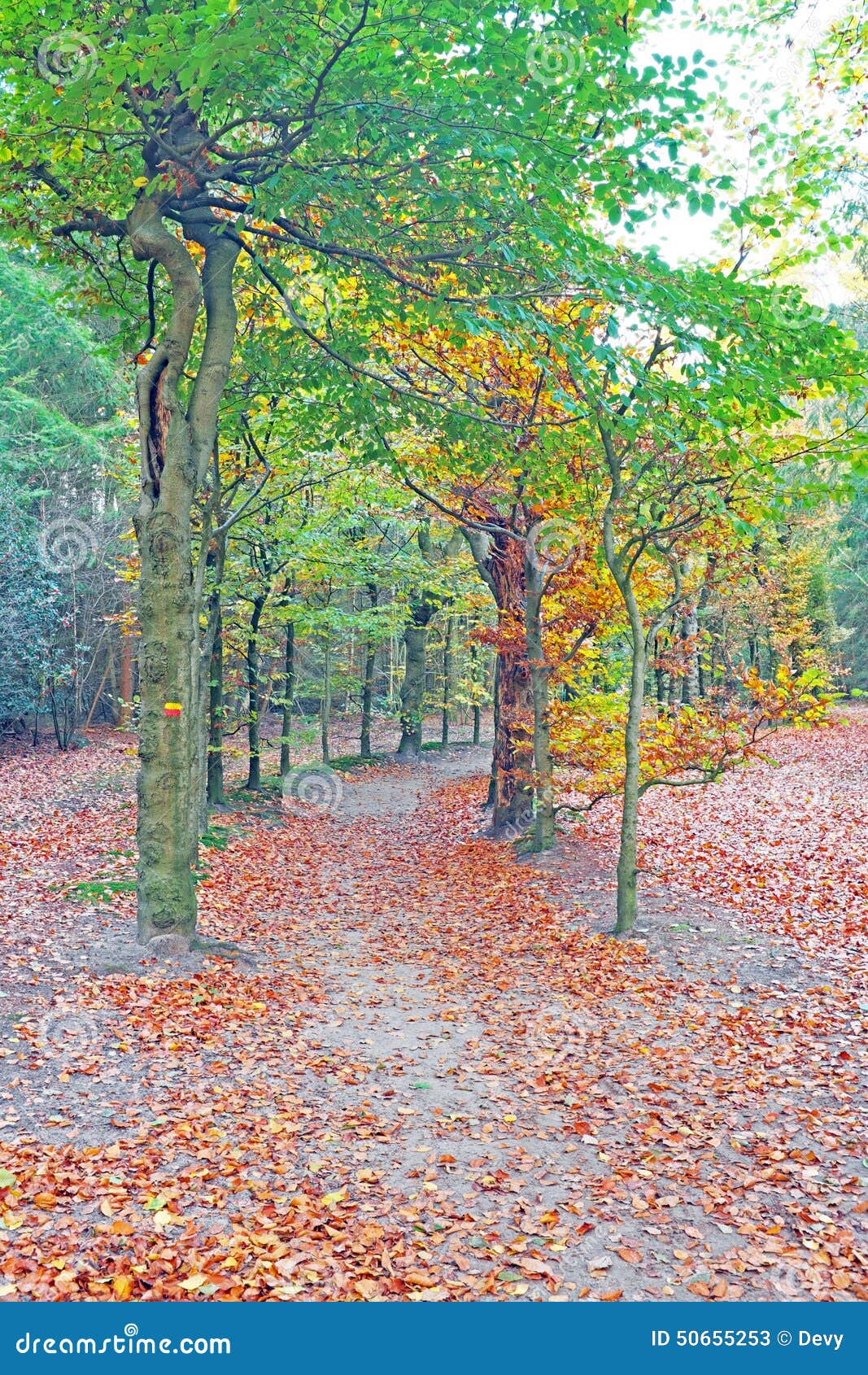 Fall in the Forest in Netherlands Stock Image - Image of holland, trees ...
