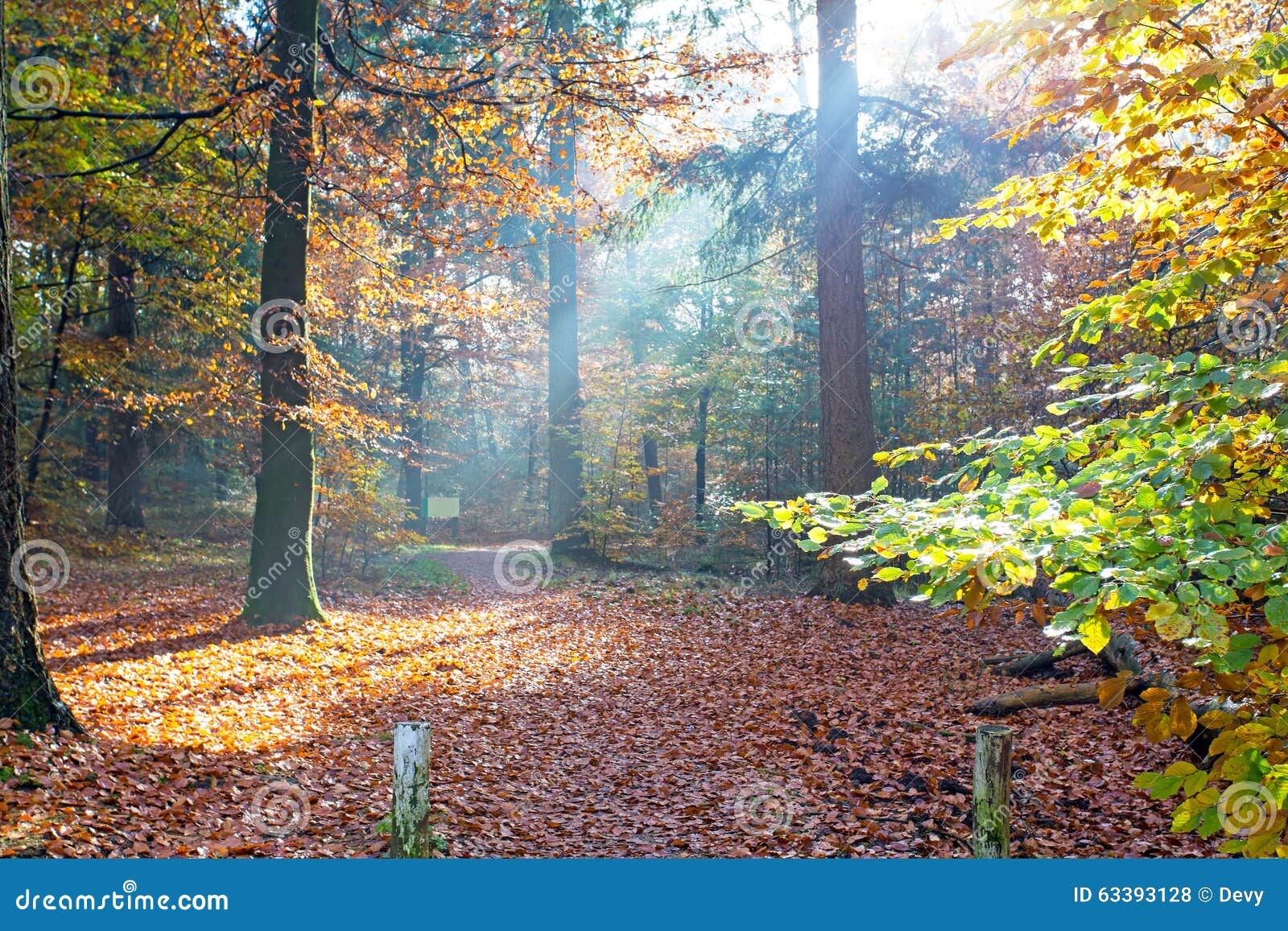Fall in the Forest from Netherlands Stock Photo - Image of outdoor ...