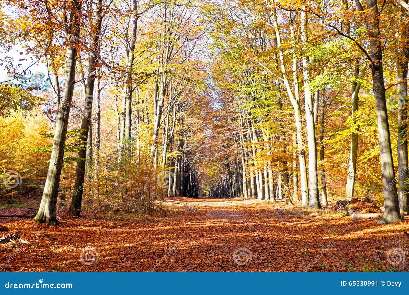 Fall in Forest in the Netherlands Stock Image - Image of autumn, trees ...