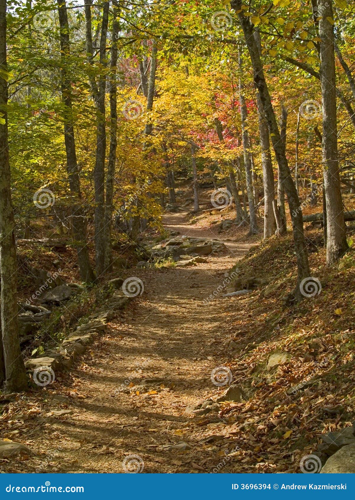 Fall Forest Path stock photo. Image of skyline, fall, colors - 3696394