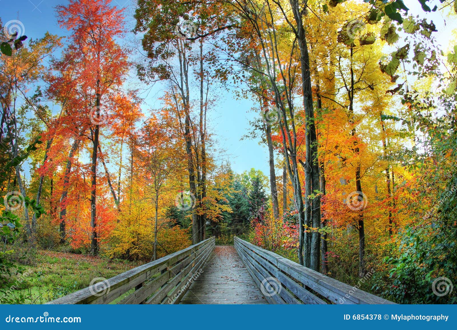 Fall forest path stock photo. Image of path, gold, outdoors - 6854378