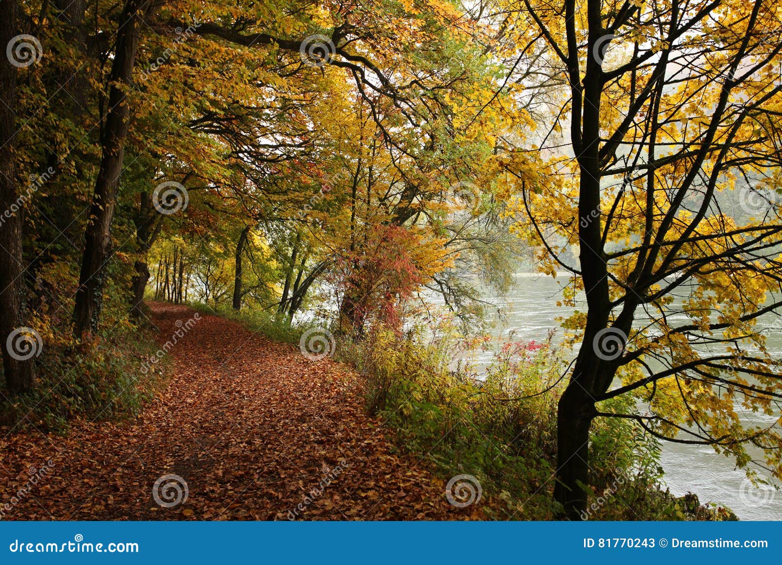 Fall Forest Path at Danube River Bank Stock Image - Image of landscapes ...