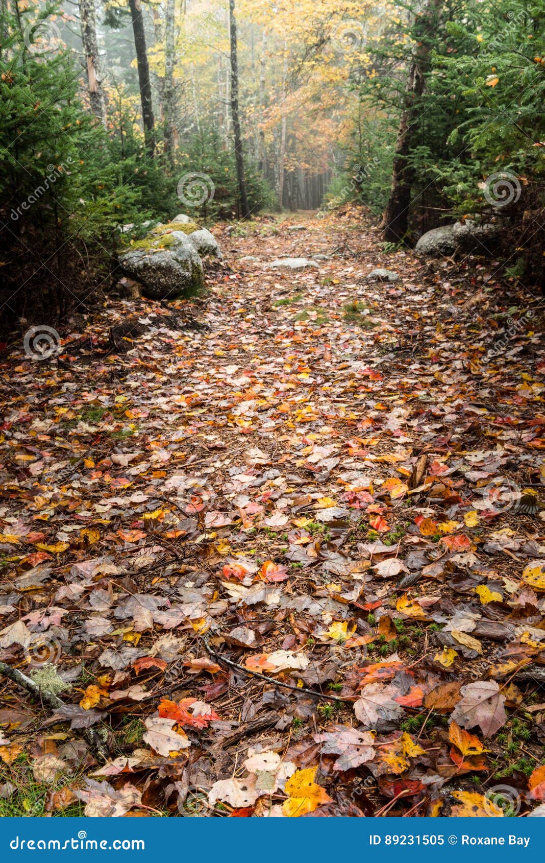 Fall Forest Path stock image. Image of wooded, woods - 89231505